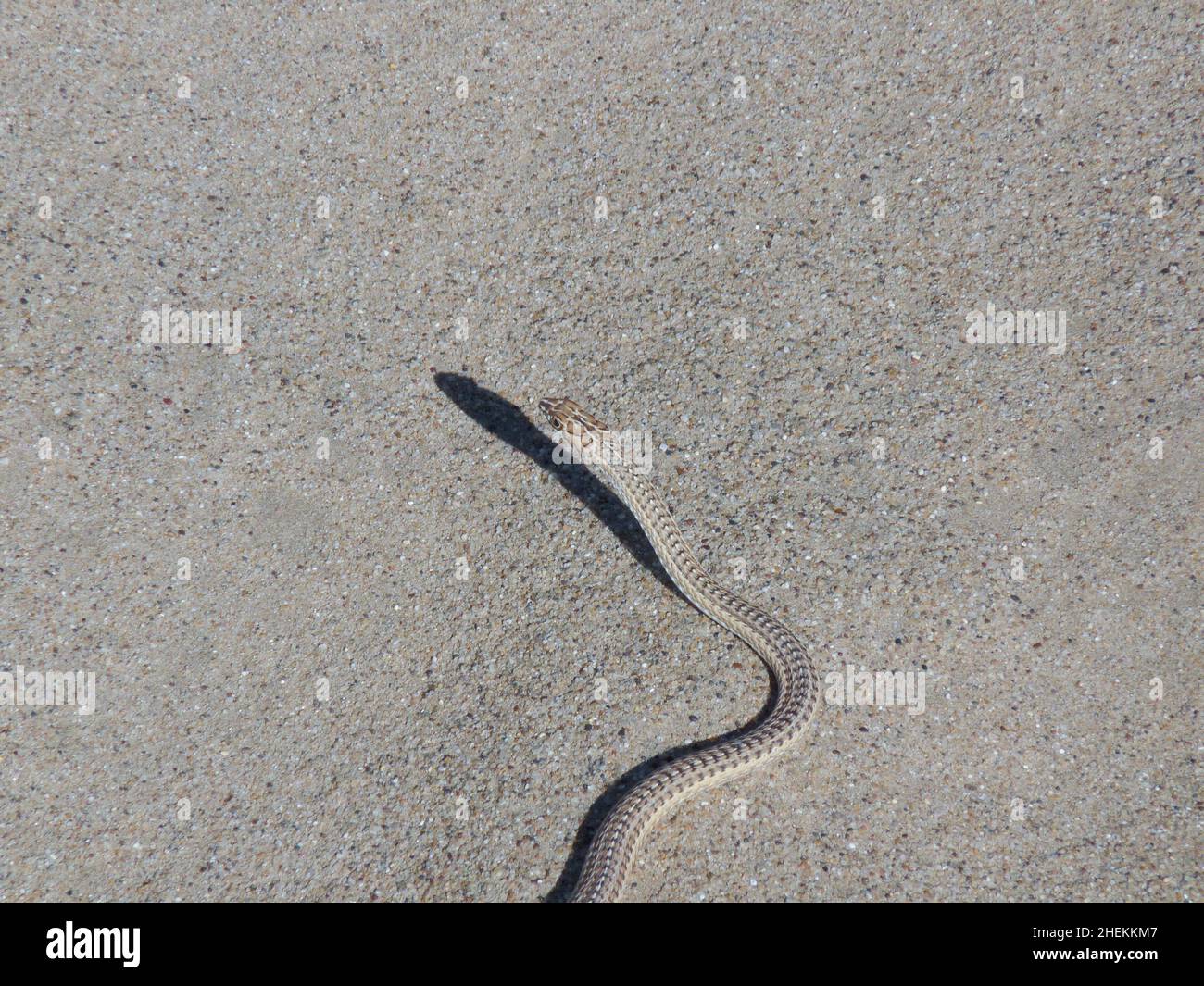 side winder snake in the desert in Namibia Stock Photo - Alamy