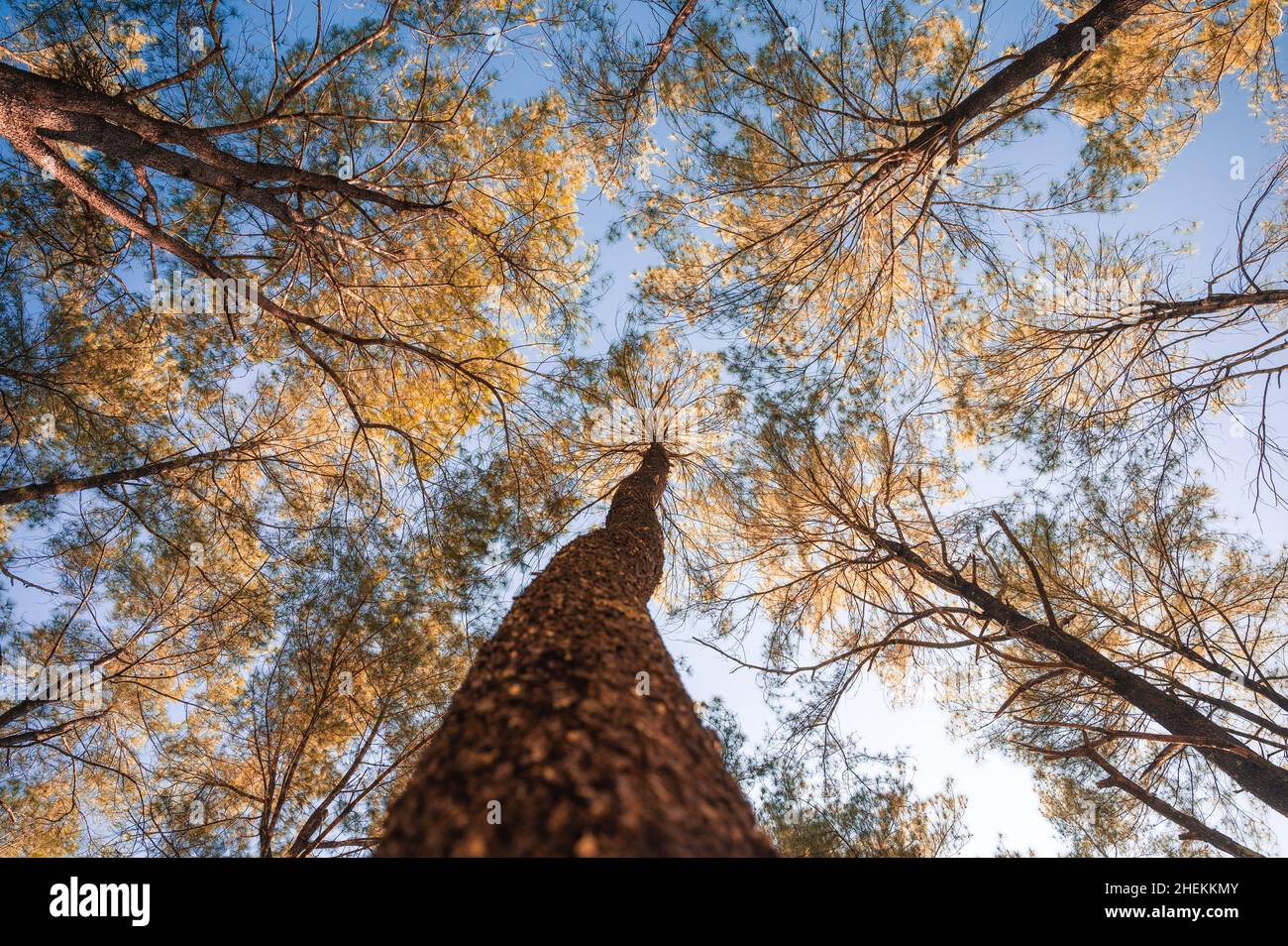 Looking up of pine trees in autumn forest on conservation area at ...