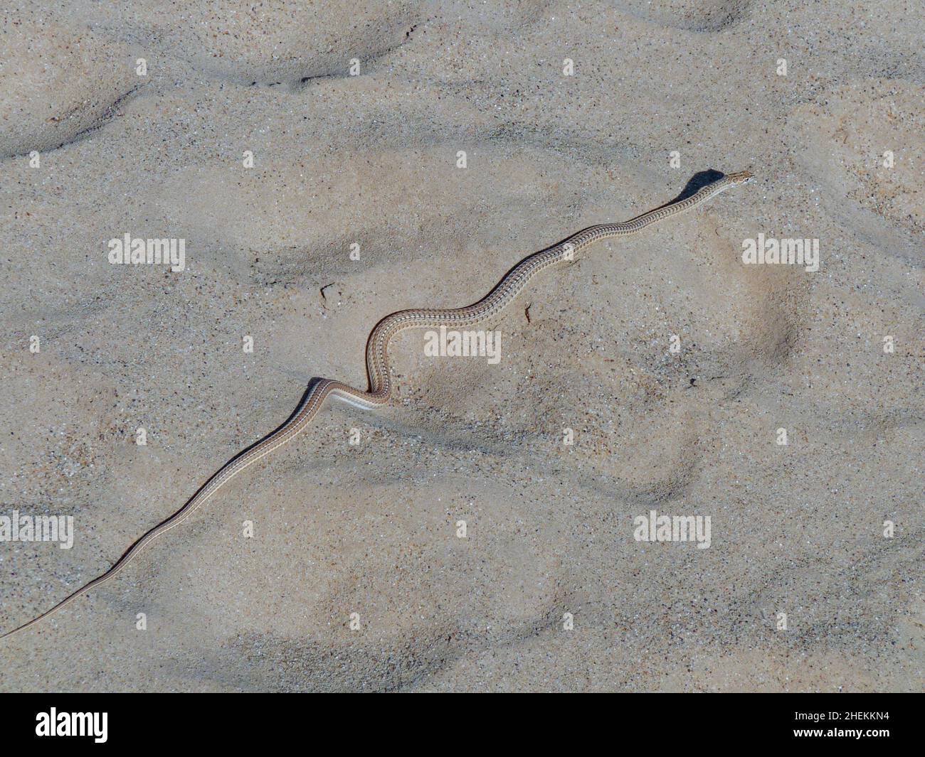 side winder snake in the desert in Namibia Stock Photo - Alamy