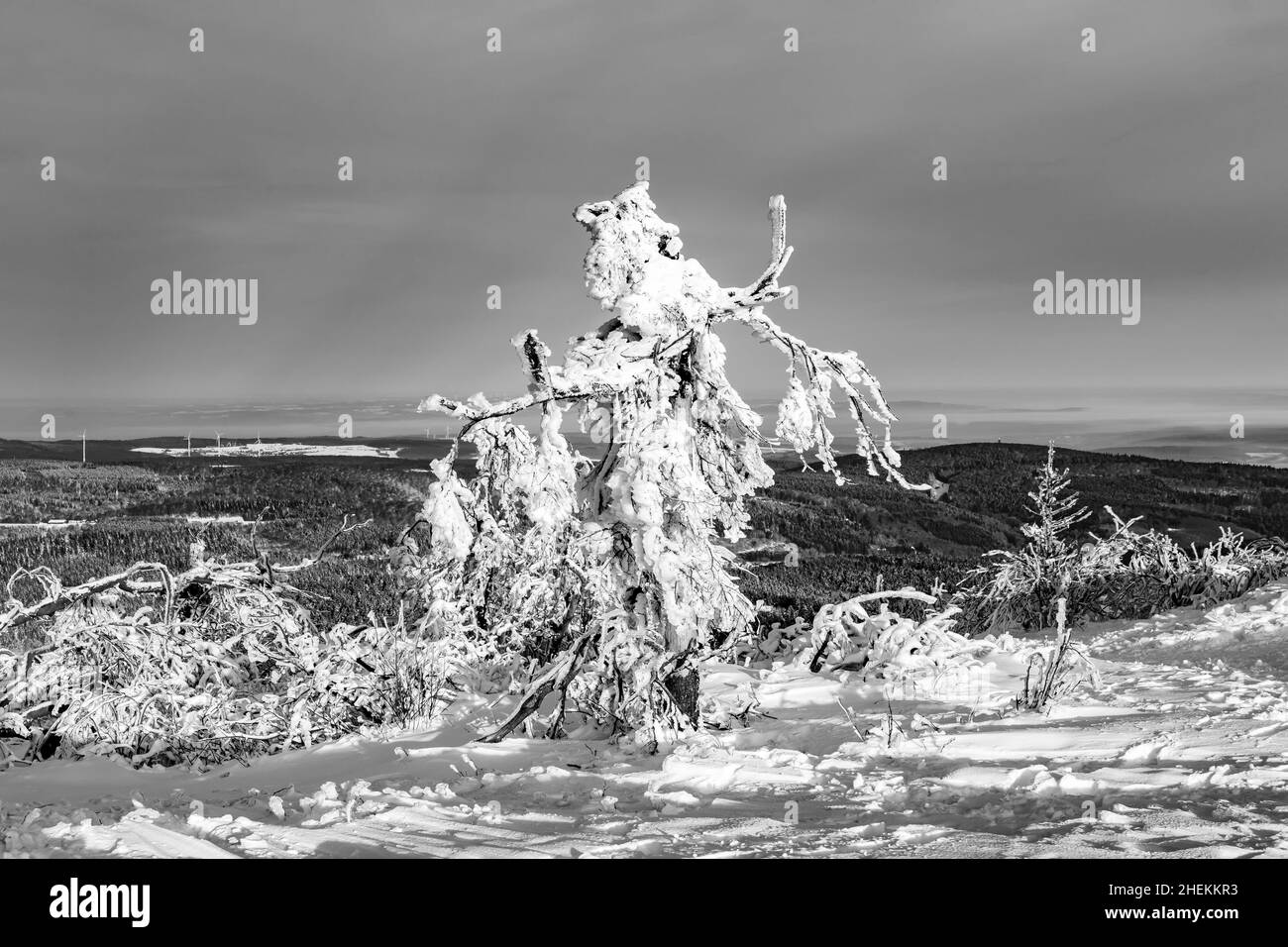 Sunshine under the winter calm mountain landscape with beautiful fir ...