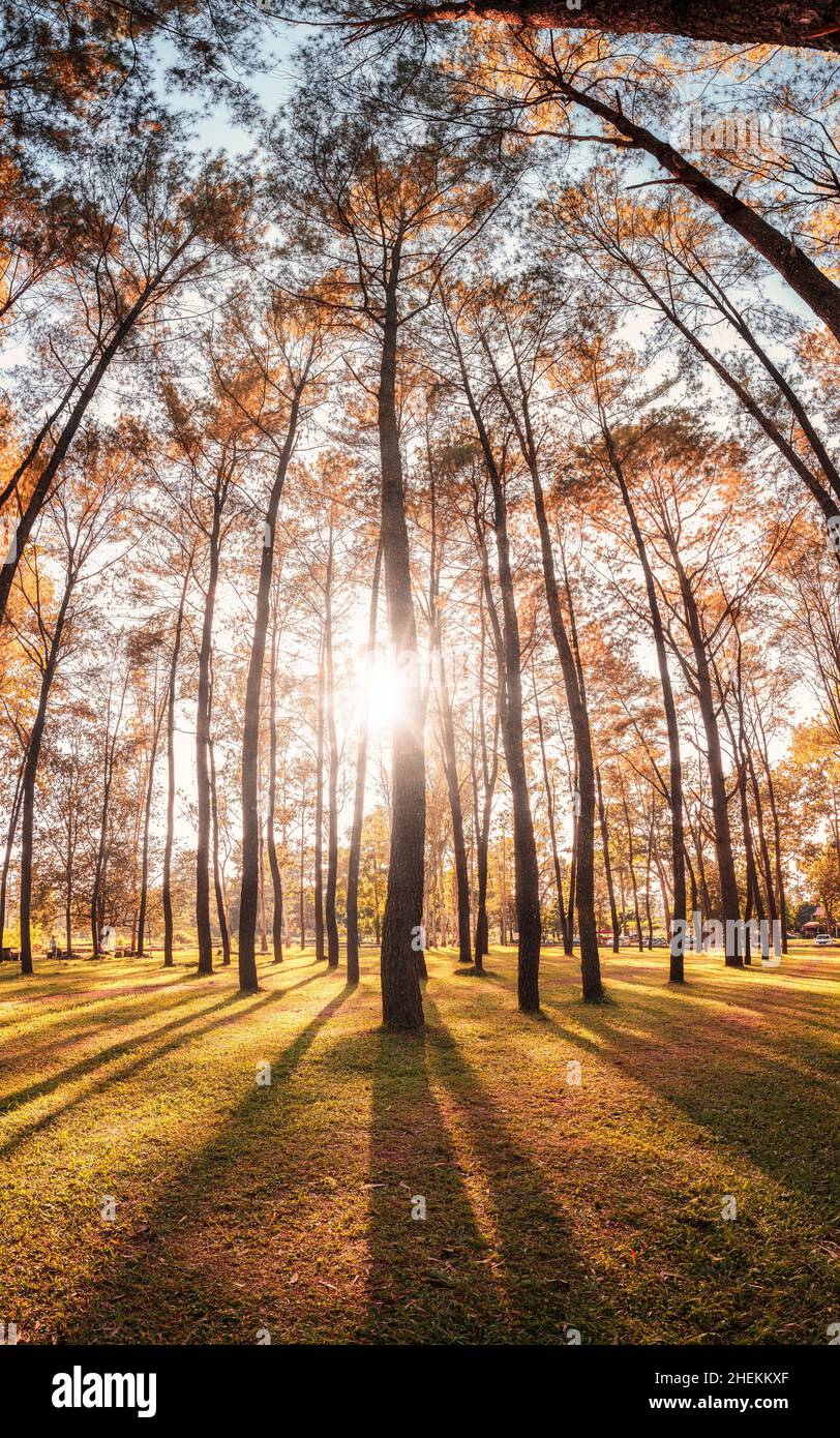 Rural sunset through trees hi-res stock photography and images - Alamy