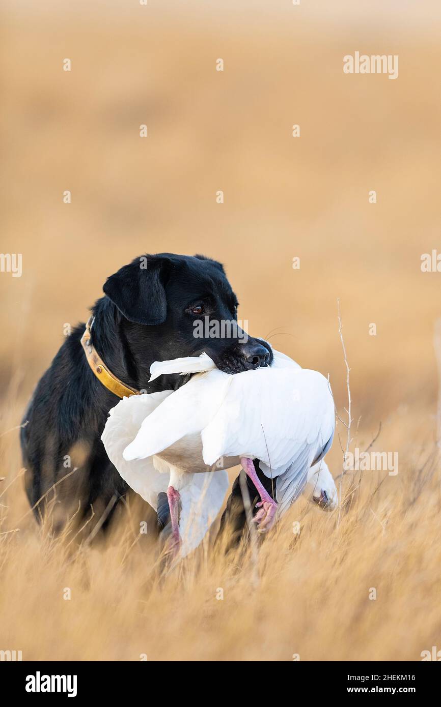 A Labrador Retriever with a Snow goose on the ND prairie Stock Photo ...