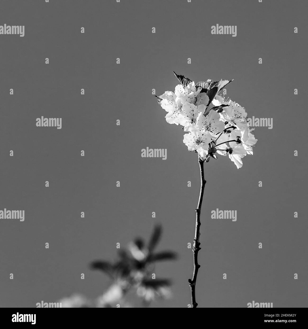 Cherry tree branch close Black and White Stock Photos & Images - Alamy