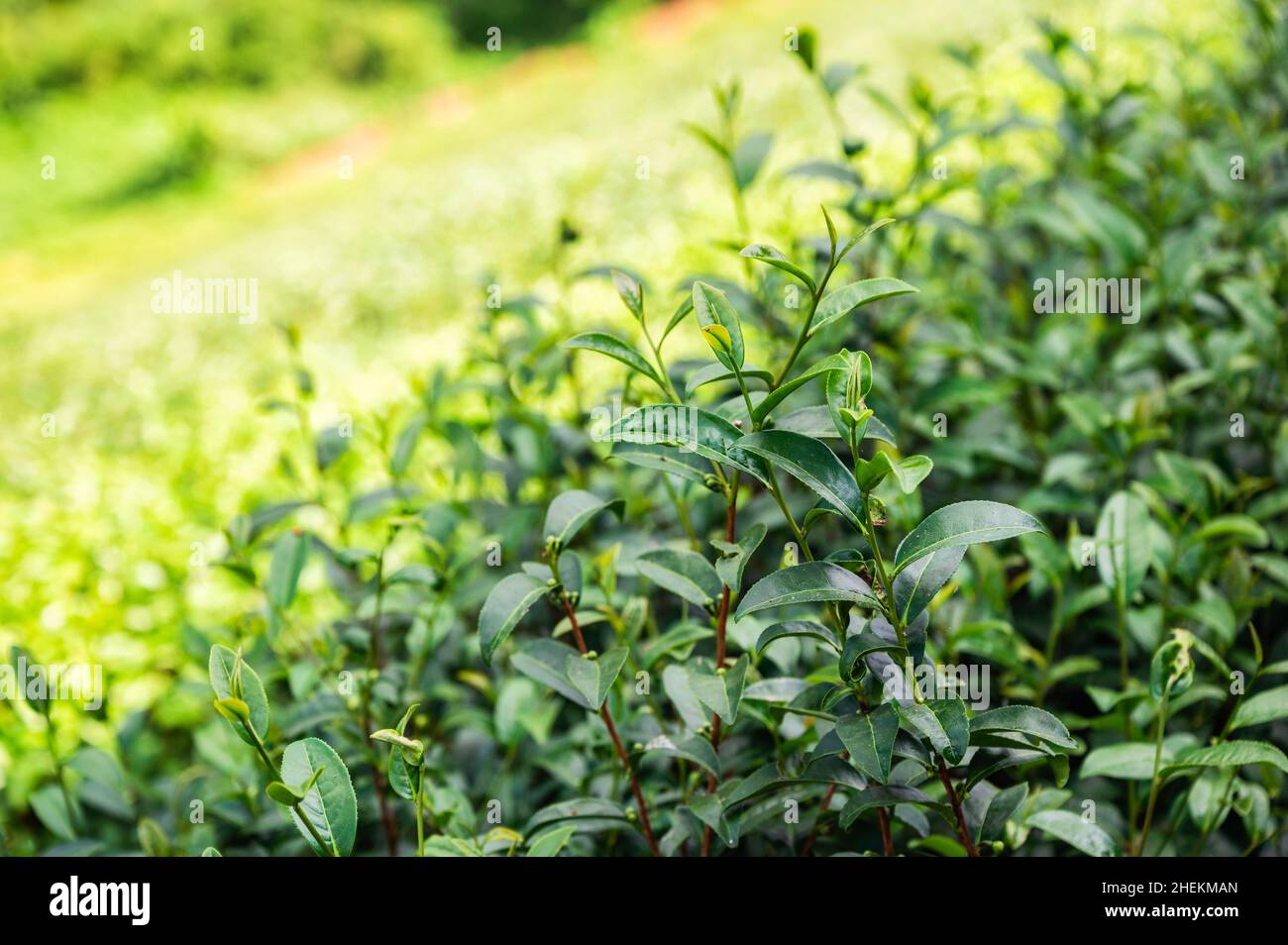 Organic green tea leaf growing in plantation at Northern of Thailand ...