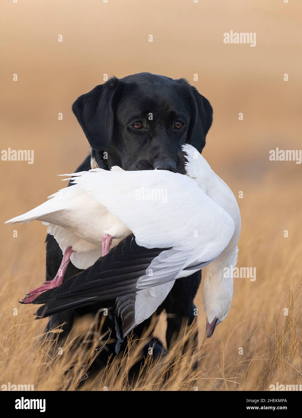 A Labrador Retriever with a Snow goose on the ND prairie Stock Photo ...