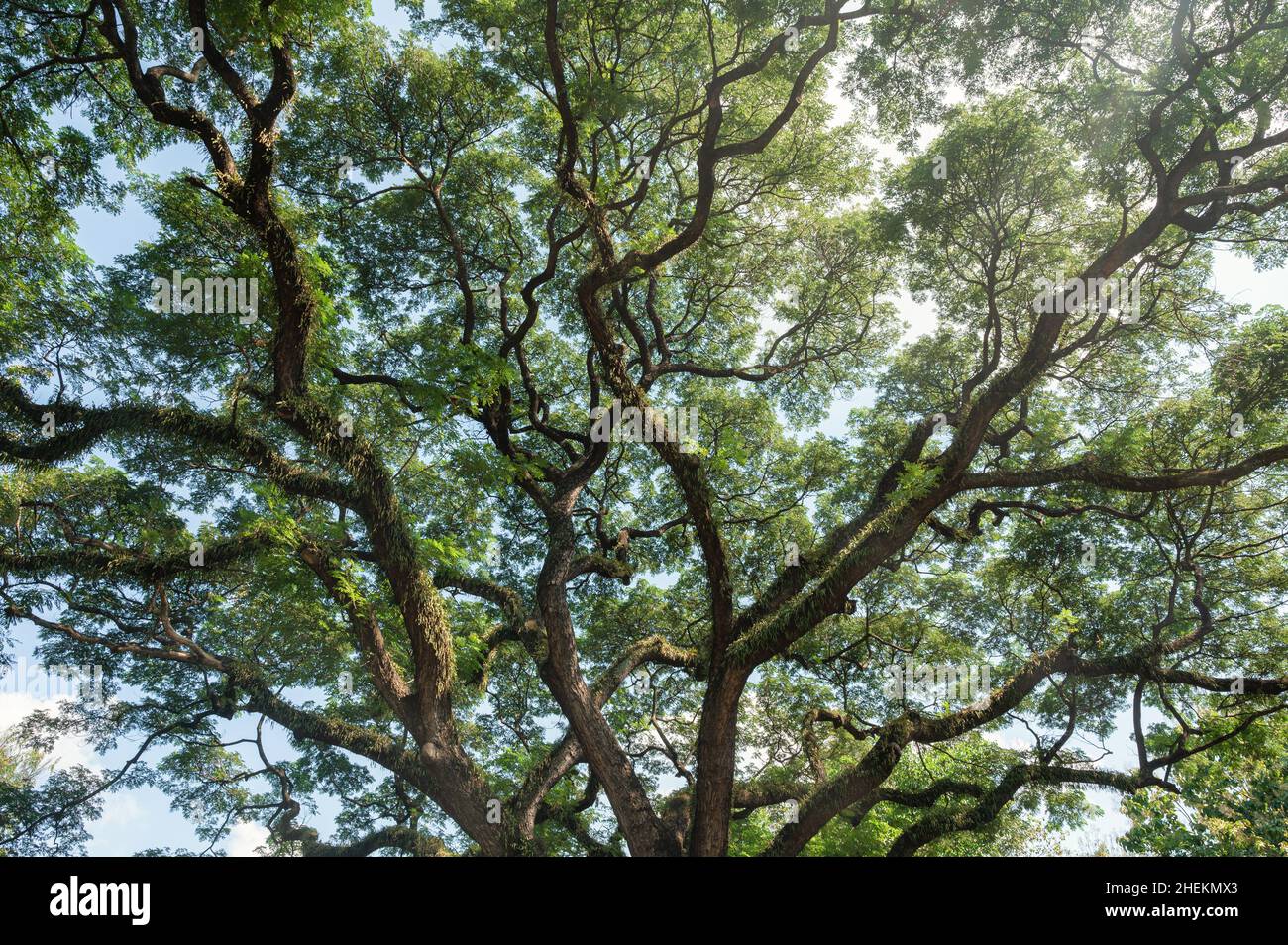 Giant Rain Tree with branches growth in tropical rainforest on sunny ...