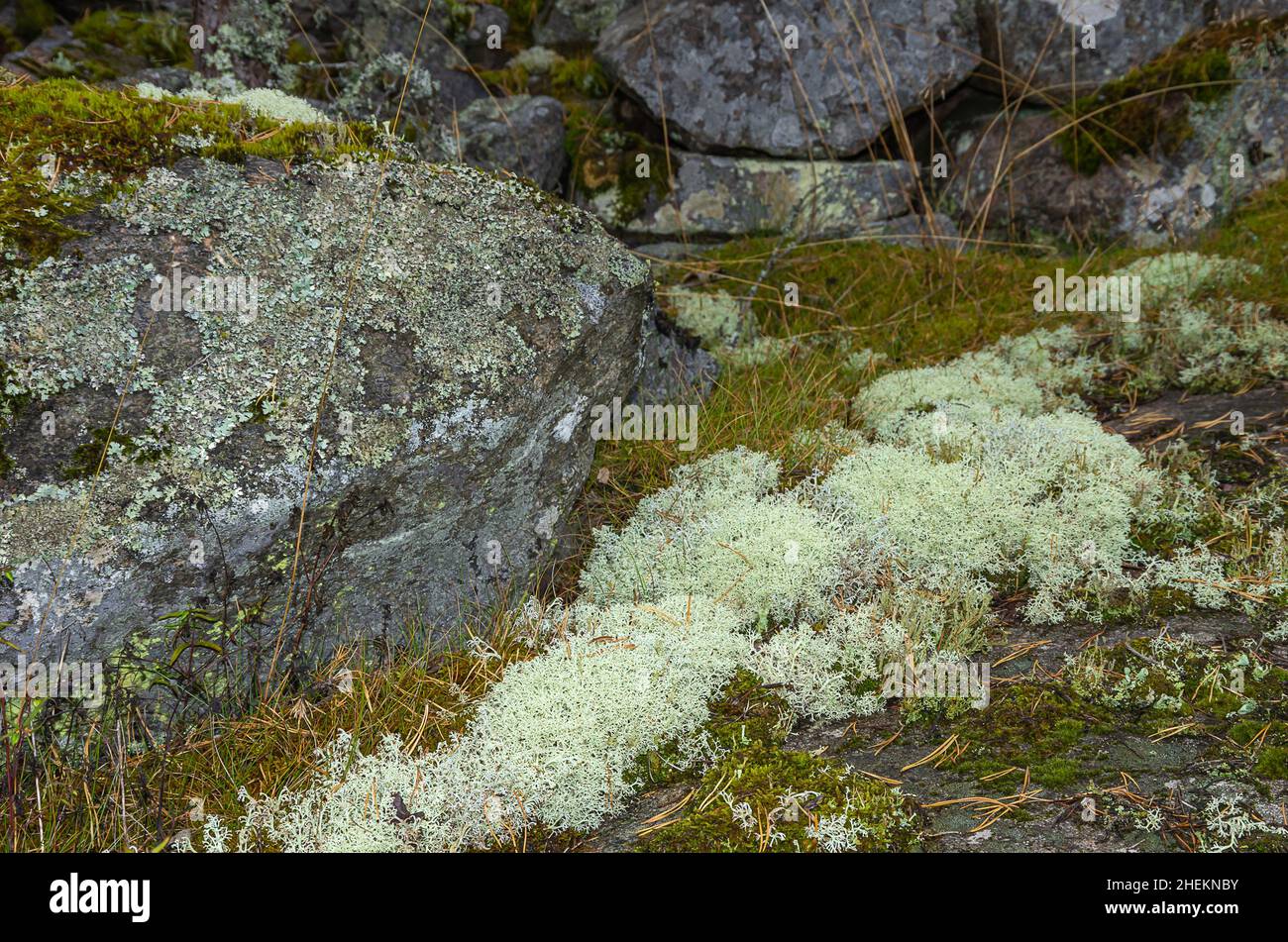 Swedish forest hi-res stock photography and images - Alamy