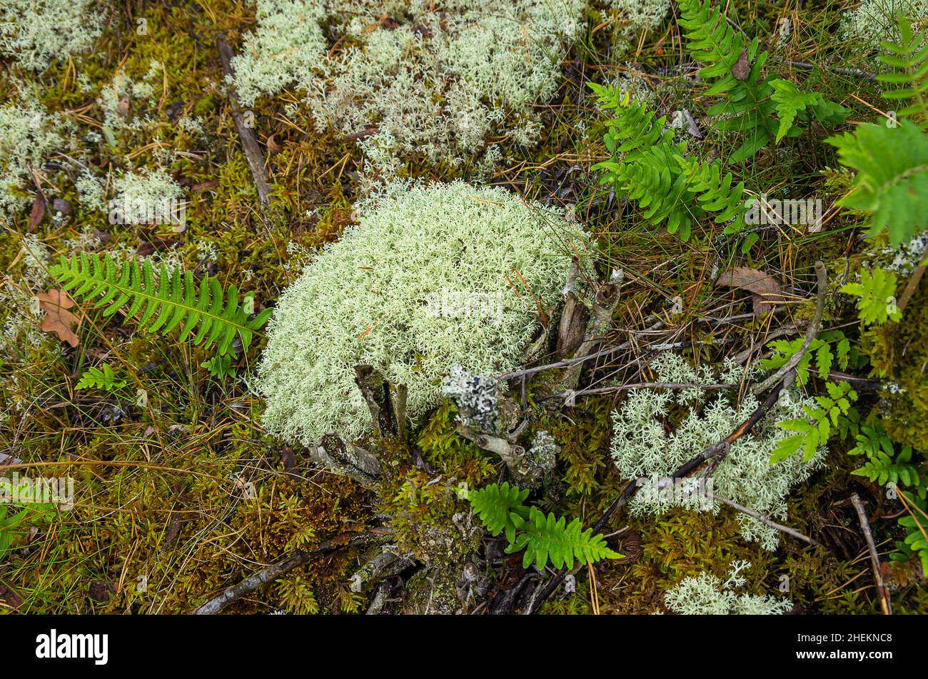 Swedish ferns hi-res stock photography and images - Alamy