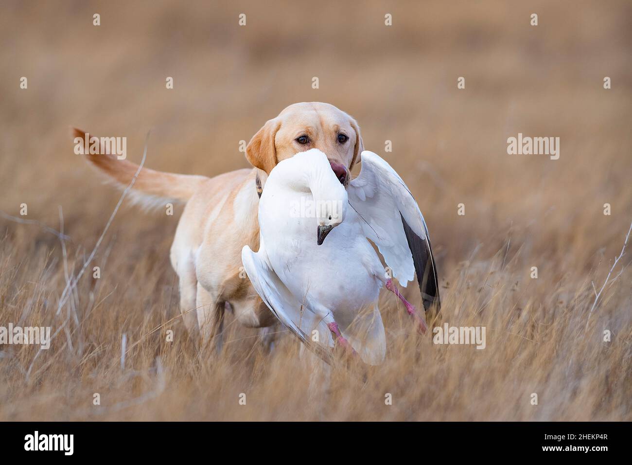 A Labrador Retriever with a Snow goose on the ND prairie Stock Photo ...