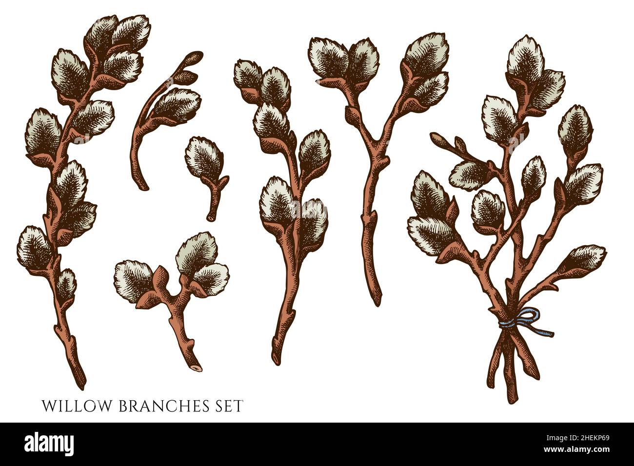 Easter hand drawn vector illustrations collection. Colored willow ...