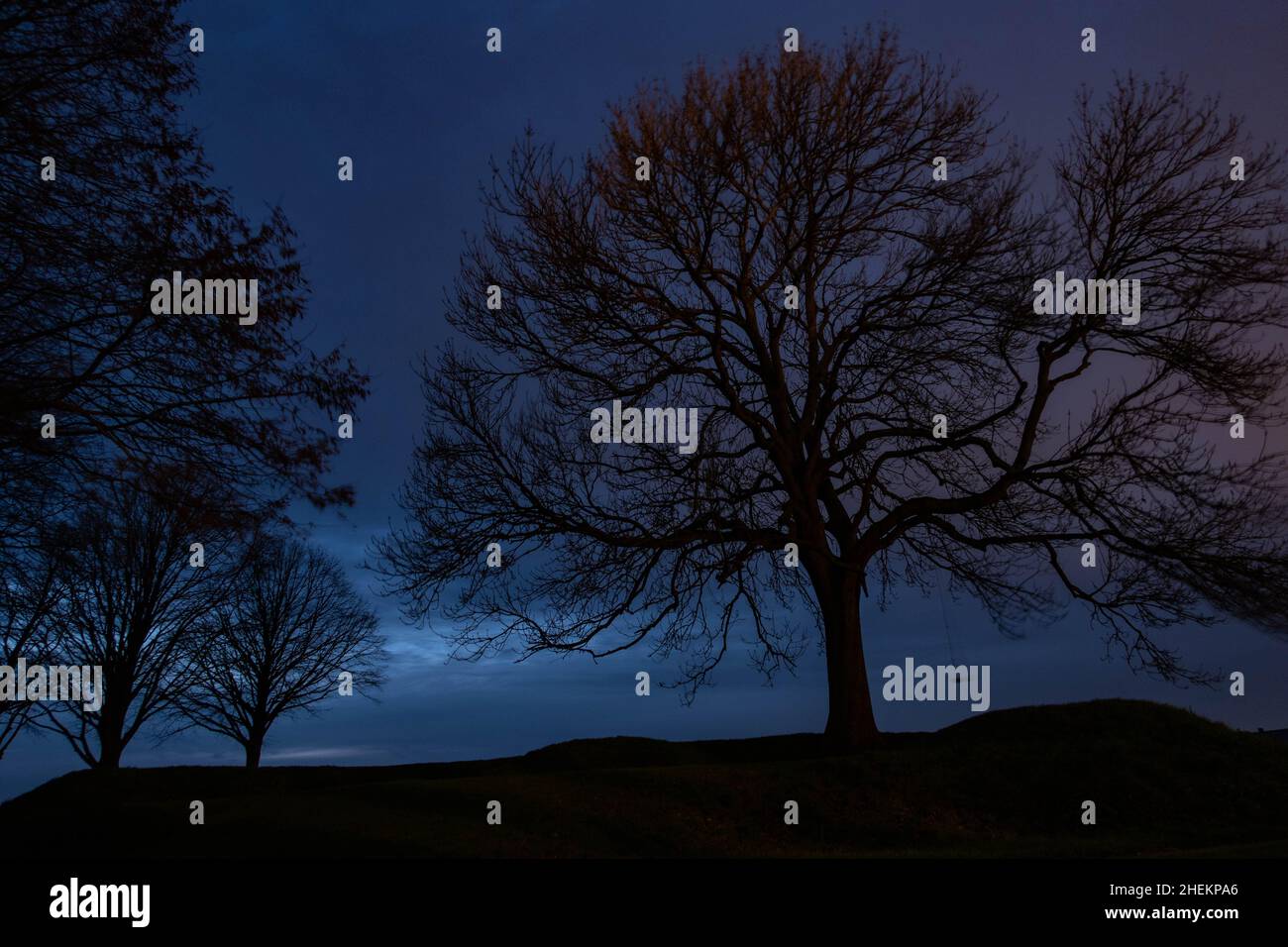 silhouette of a tree in the blue hour Stock Photo - Alamy