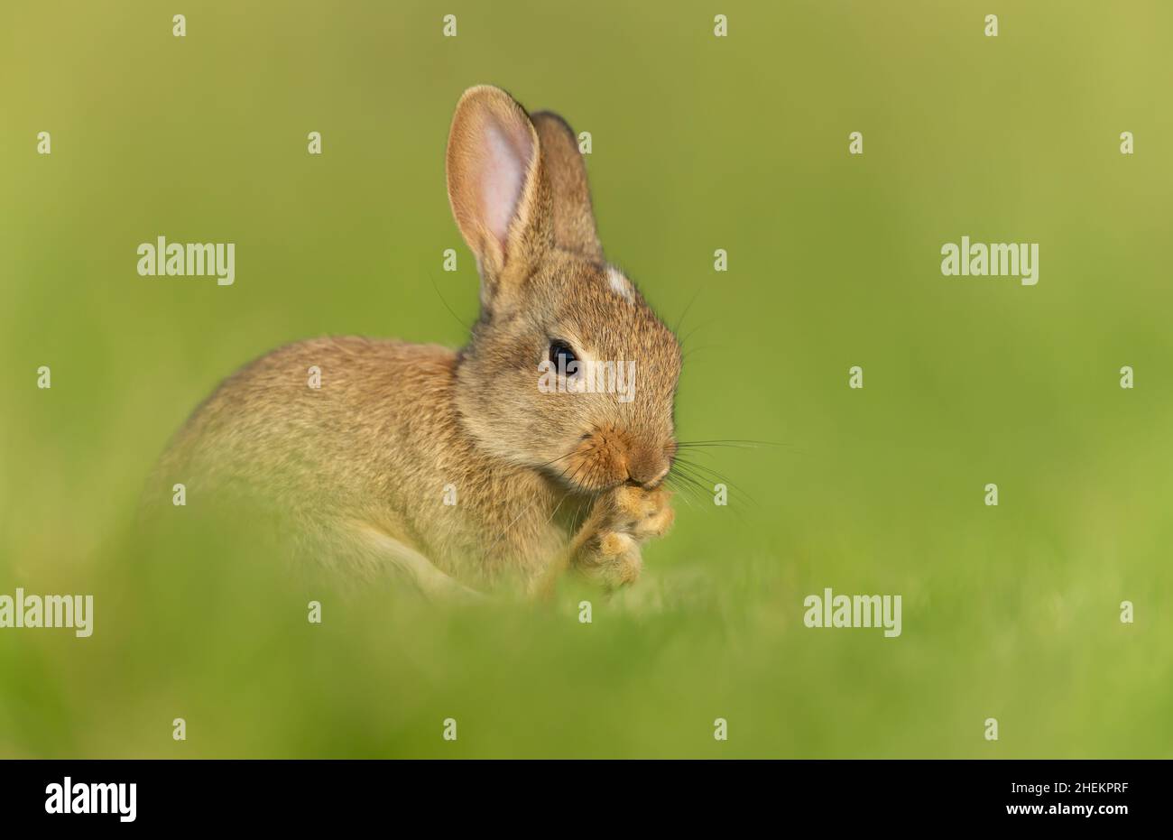 Close up of a cute little rabbit preening itself, UK Stock Photo - Alamy