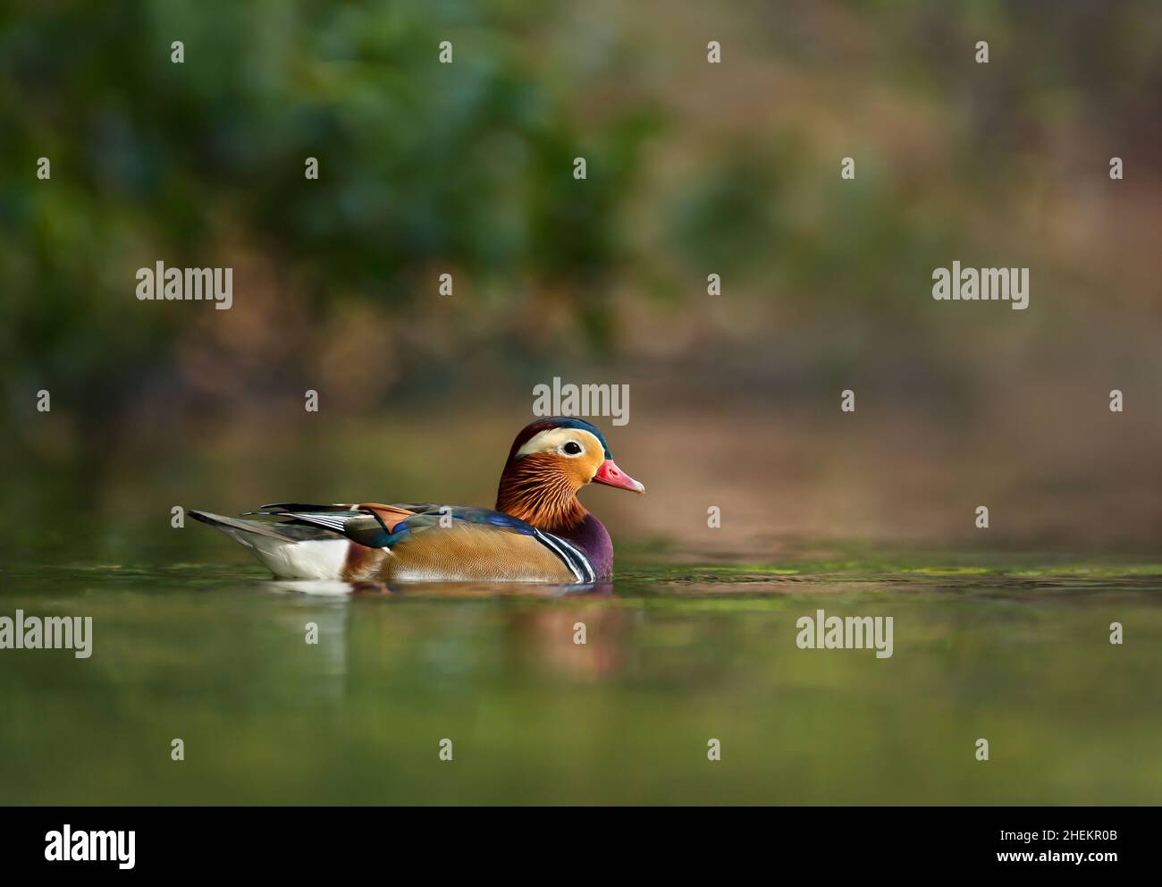 World's Most Beautiful Duck