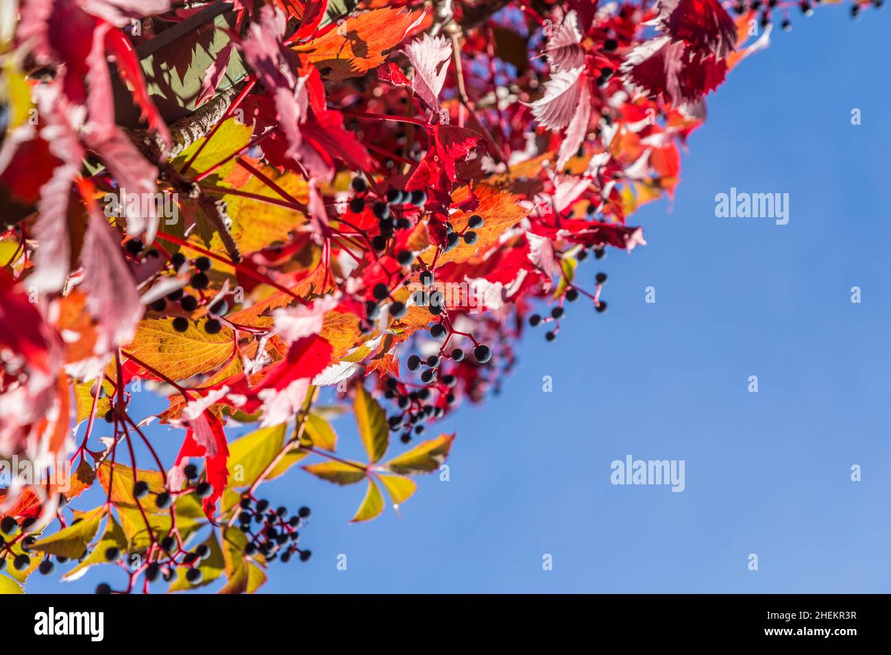 red climber plant with berries with clear blue sky as symbol for nature ...