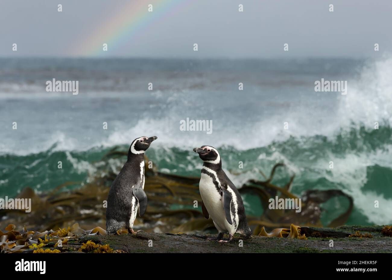 Two Magellanic penguins standing on a coast in the Falkland Islands ...