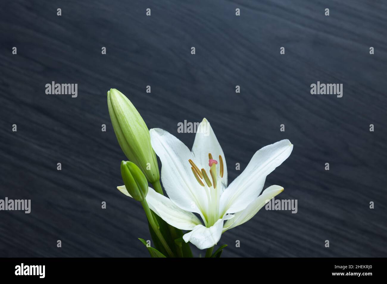 One isolated white easter lily flower on a dark wood background with ...