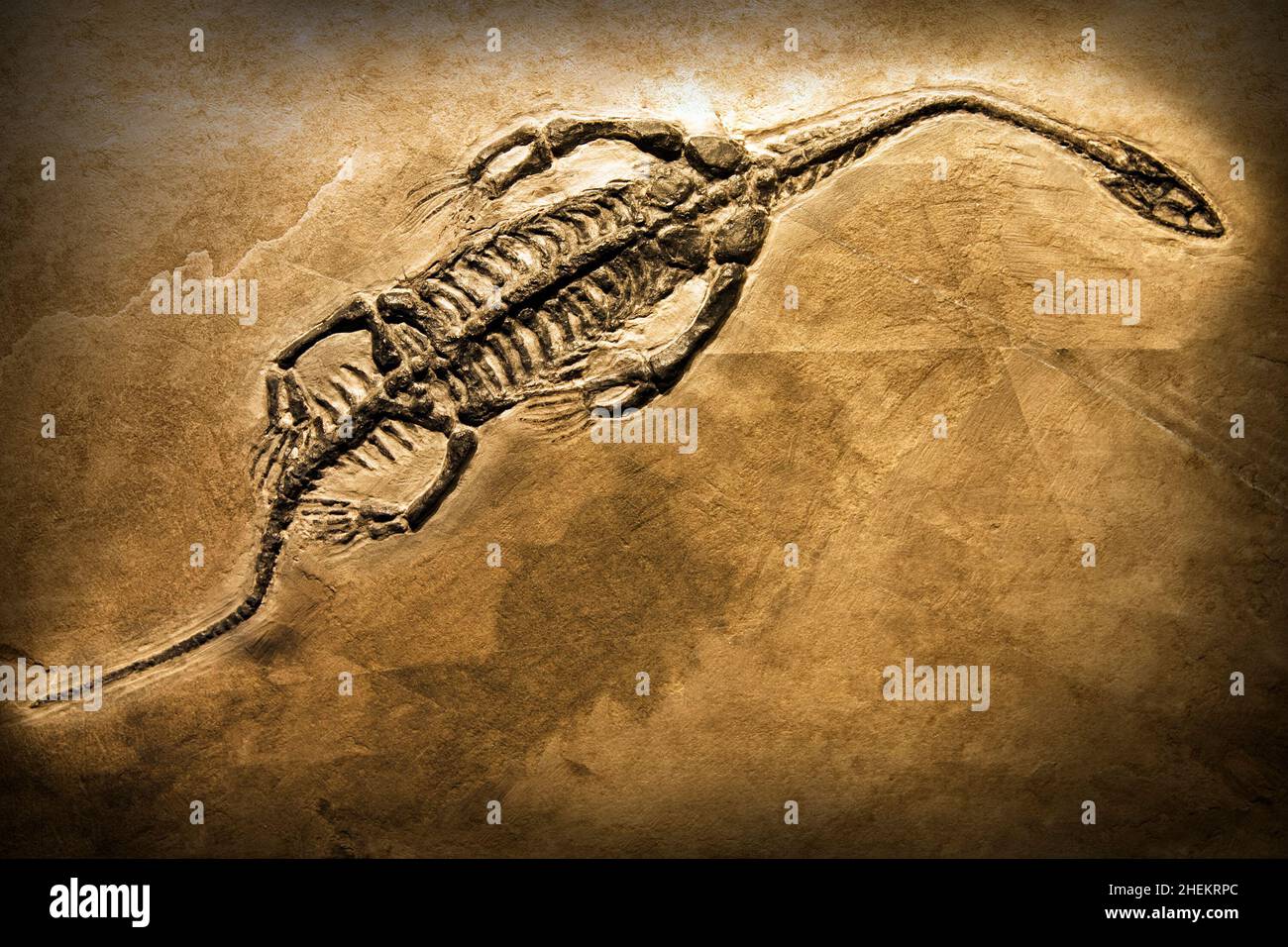 Fossil of a prehistoric creature Stock Photo - Alamy