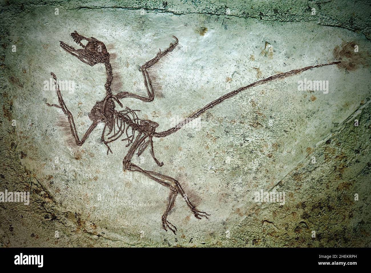 Fossil of a prehistoric creature Stock Photo - Alamy