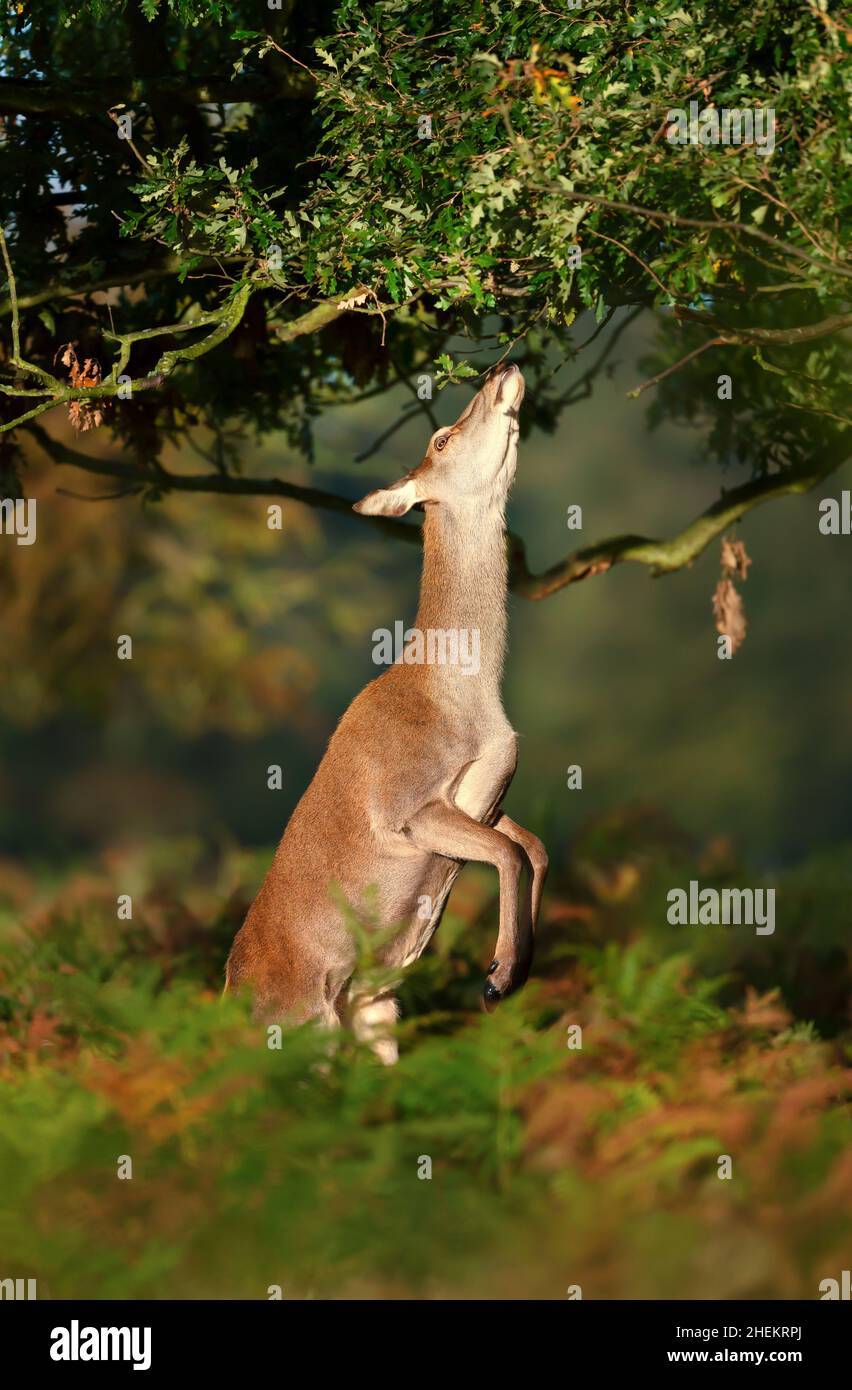 Deer Hooves Standing