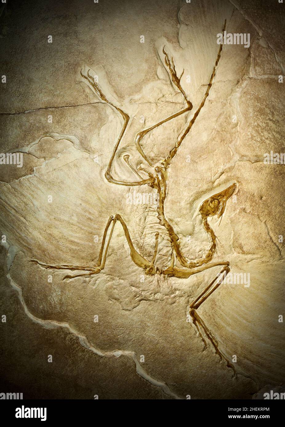 Fossil of a prehistoric creature Stock Photo - Alamy