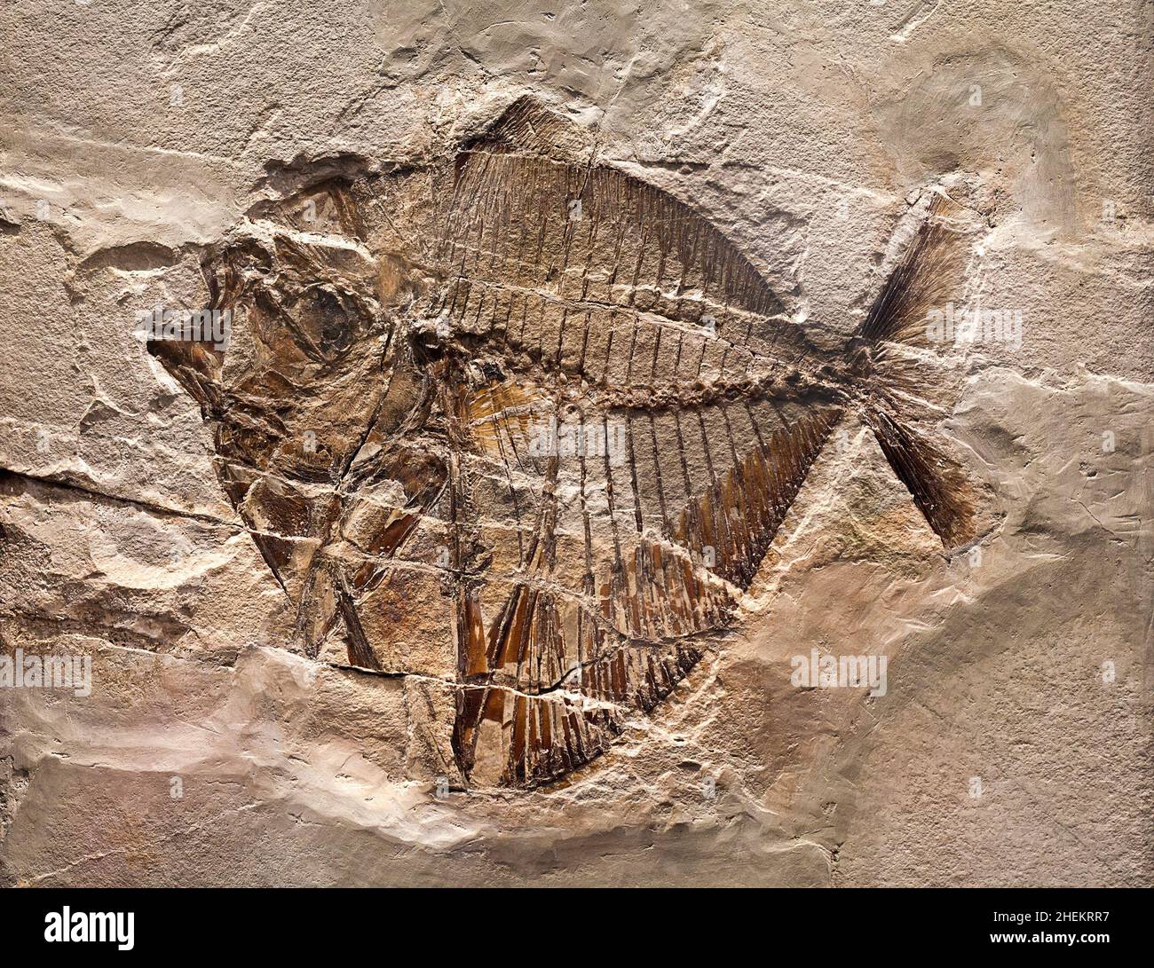 Fossil of a prehistoric creature Stock Photo - Alamy
