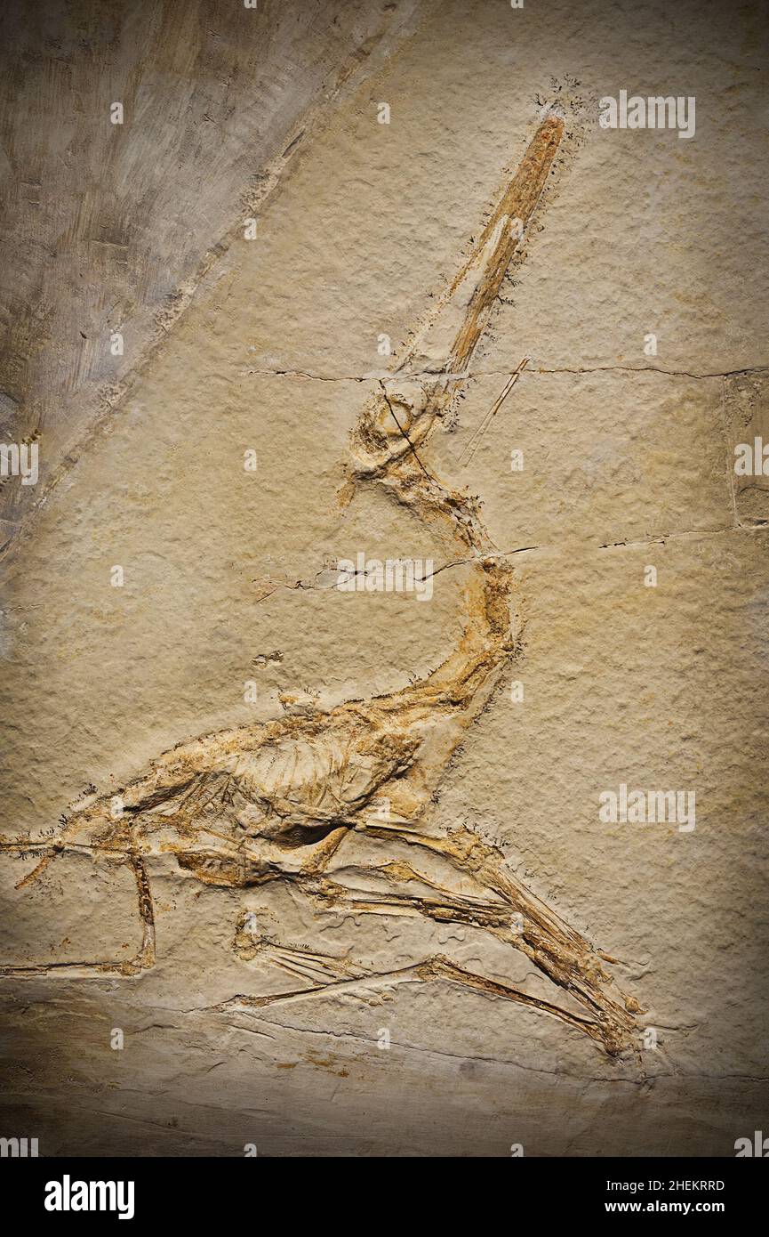 Fossil of a prehistoric creature Stock Photo - Alamy