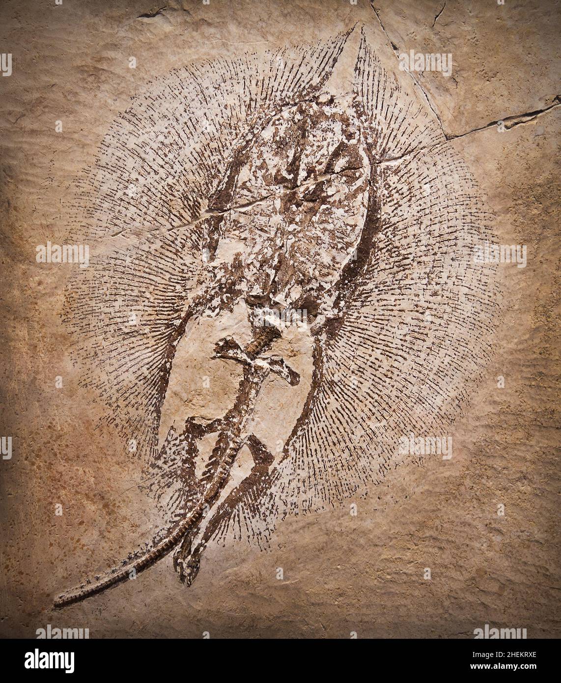 Fossil of a prehistoric creature Stock Photo - Alamy