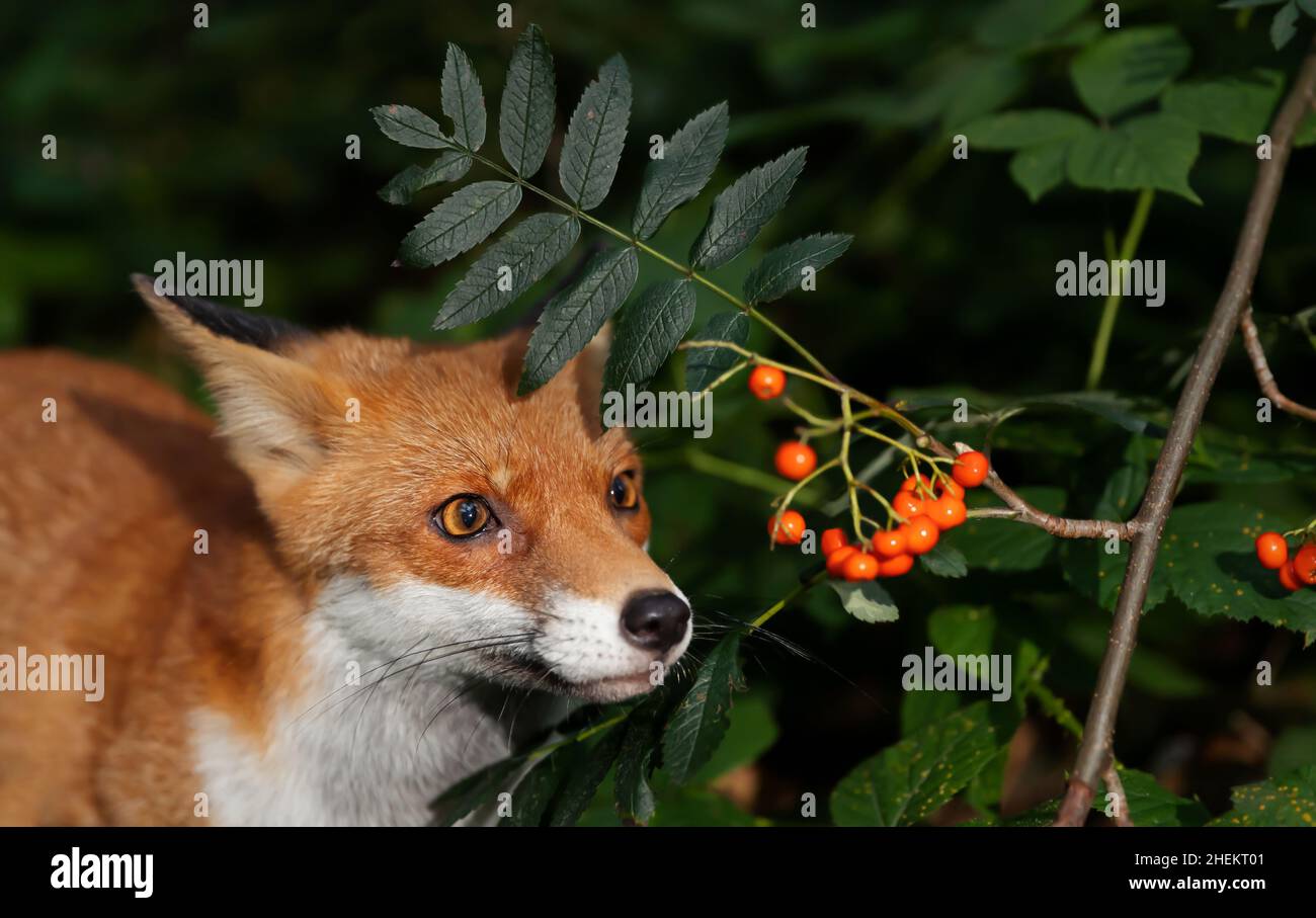 Close up of a Red fox (Vulpes vulpes) cub smelling rowan berries in ...