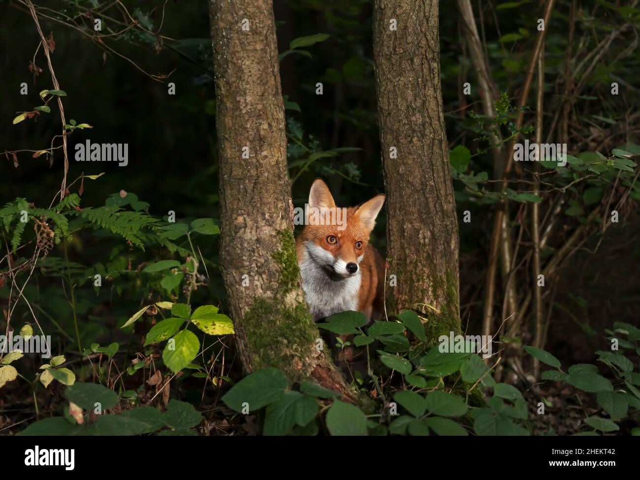 Close up of a curious red fox in the forest, UK Stock Photo - Alamy