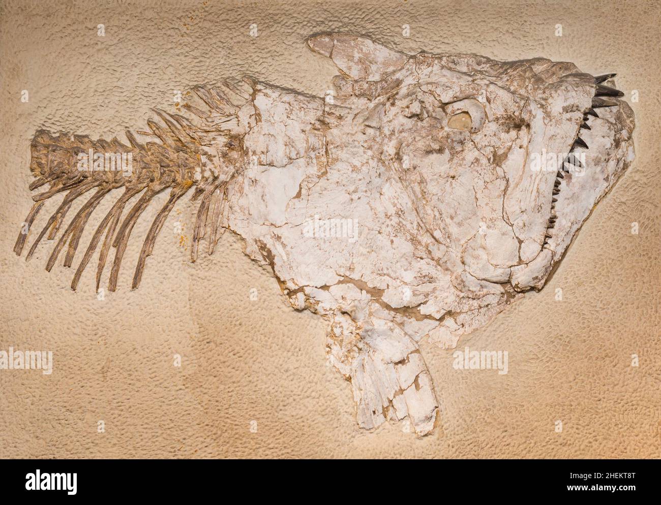 Fossil of a prehistoric creature Stock Photo - Alamy