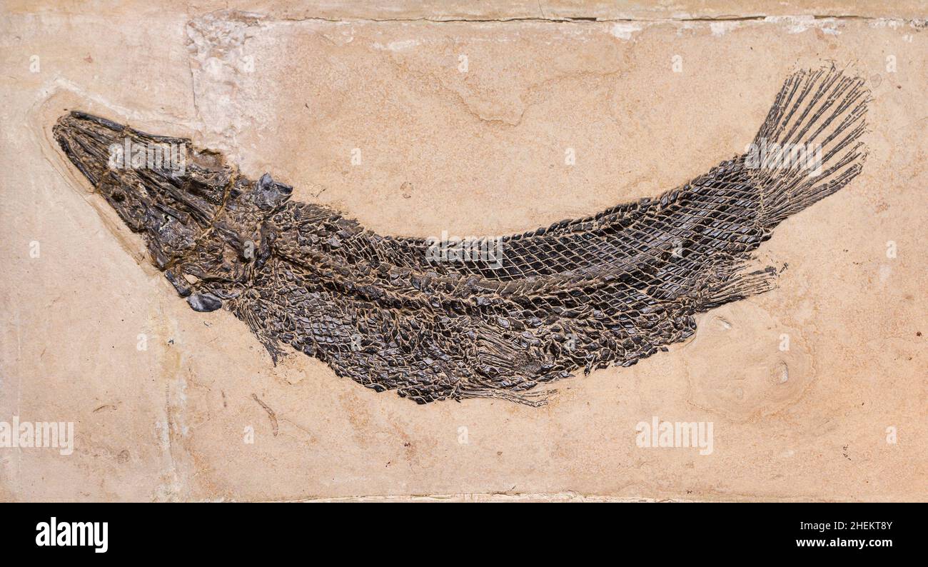 Fossil of a prehistoric creature Stock Photo - Alamy