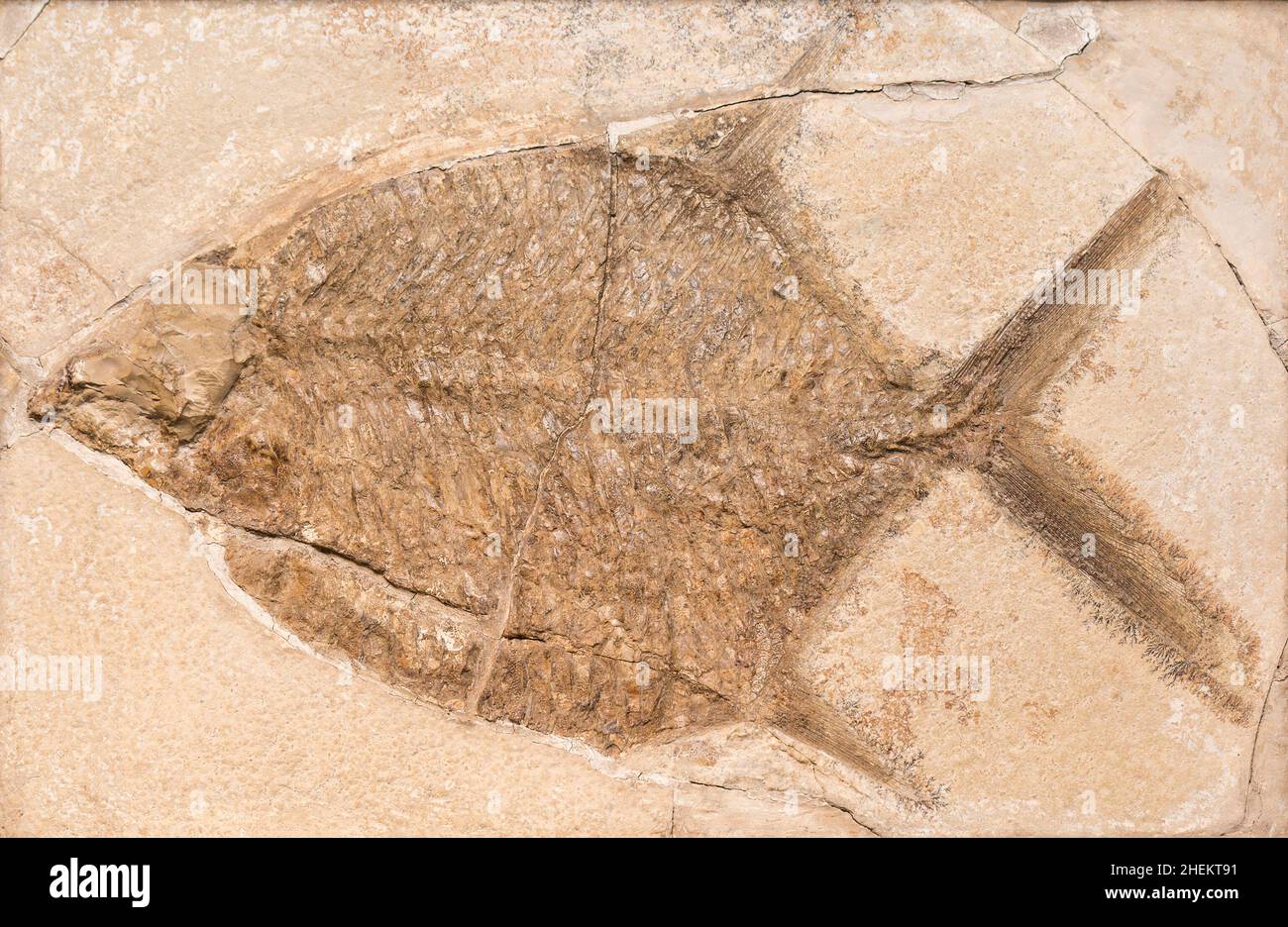 Fossil of a prehistoric creature Stock Photo - Alamy