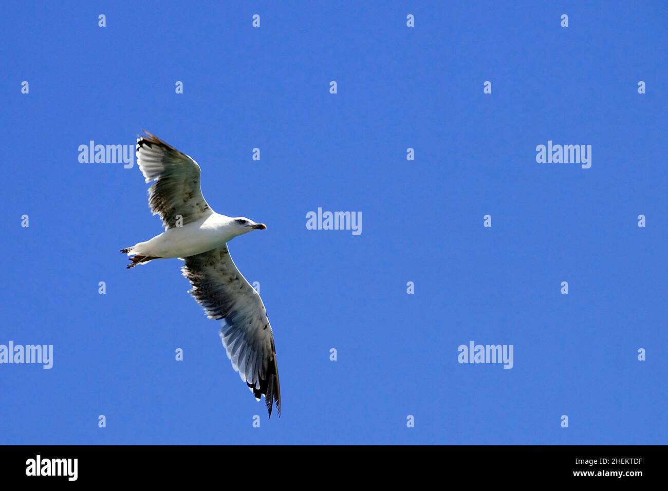 The tridactyl gull is a species of caradriform bird in the Laridae ...