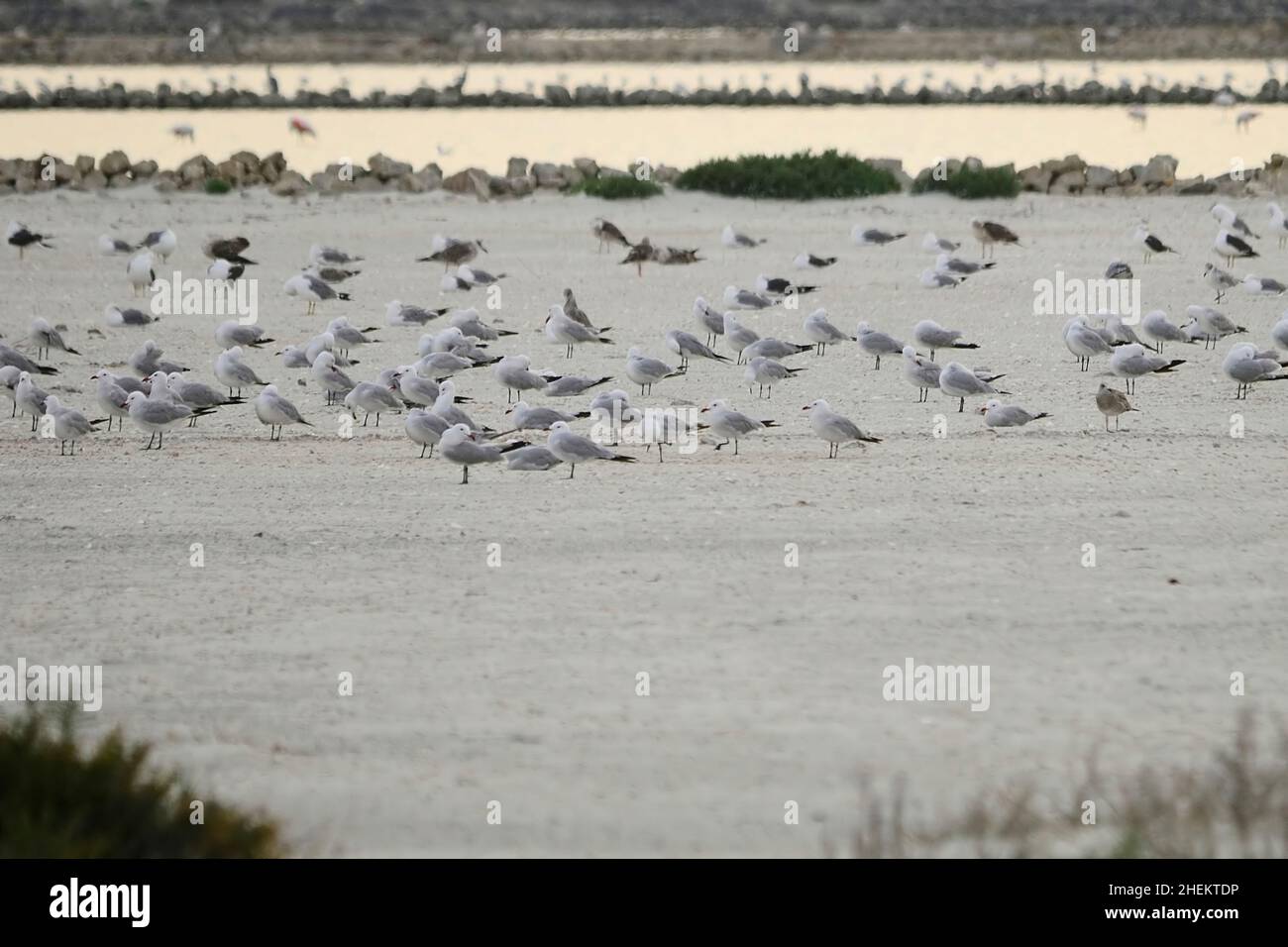 The tridactyl gull is a species of caradriform bird in the Laridae ...