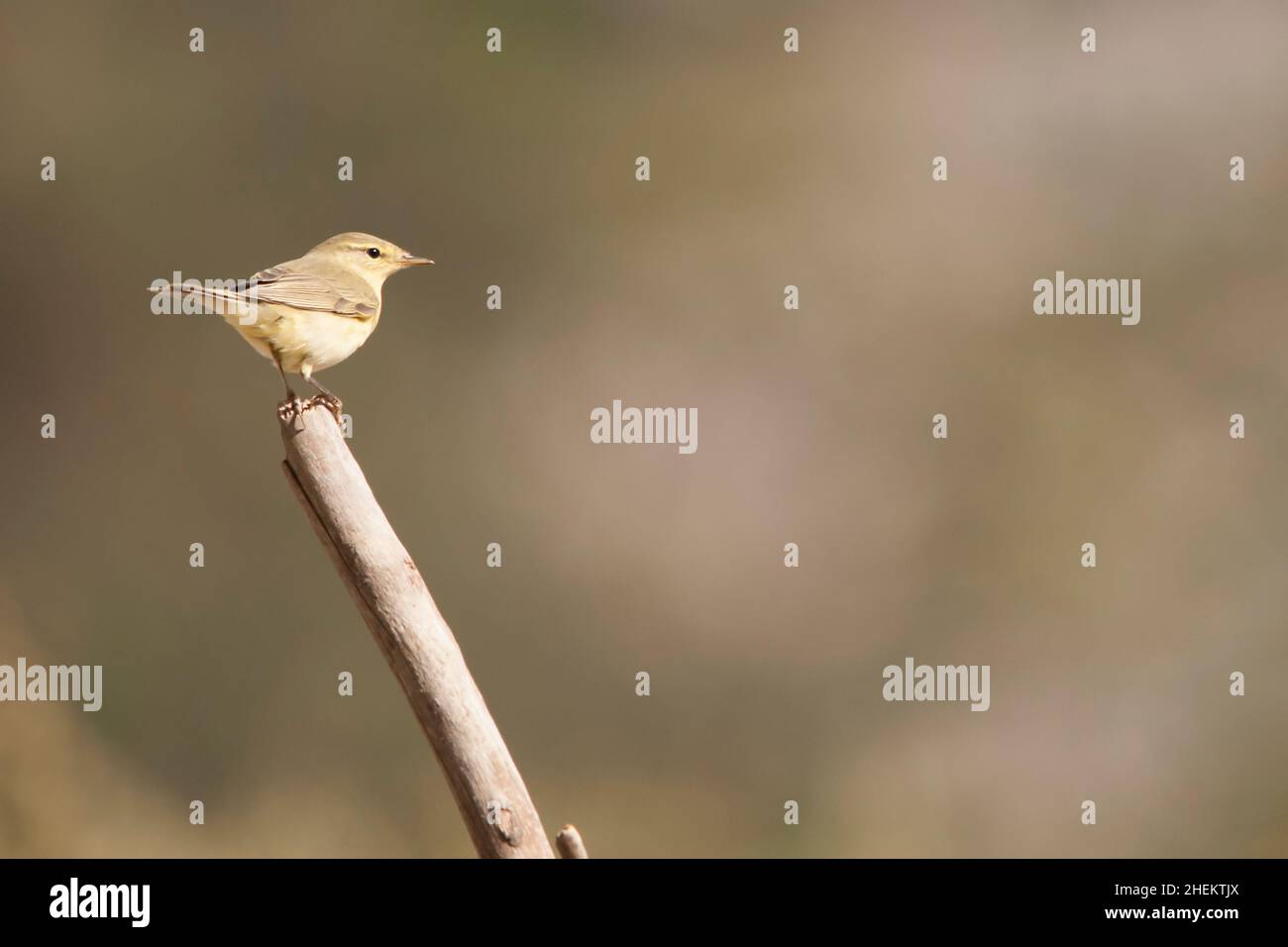 The common mosquito net is a species of passerine bird in the ...