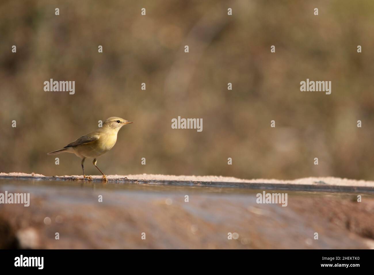 The common mosquito net is a species of passerine bird in the ...