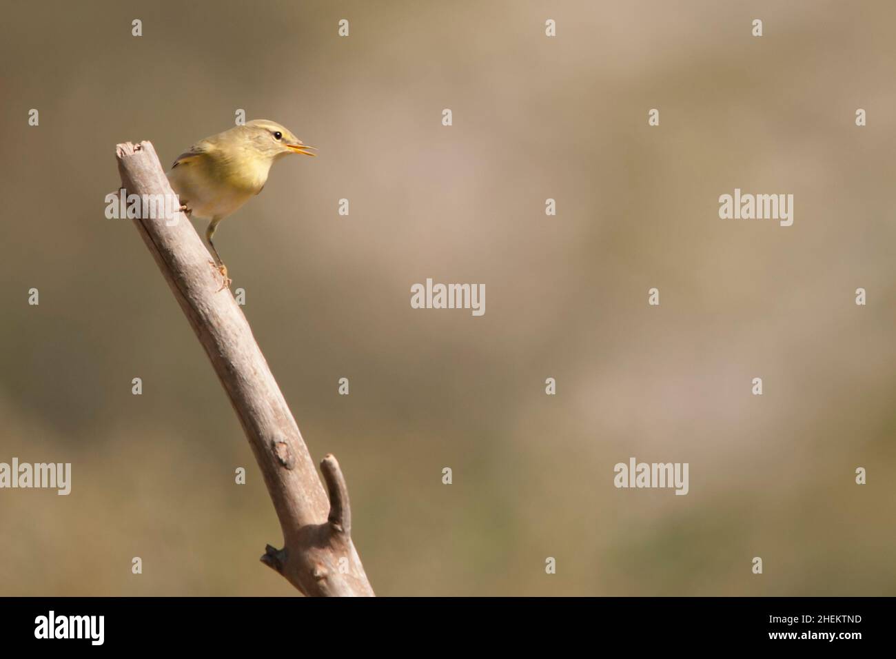 The common mosquito net is a species of passerine bird in the ...