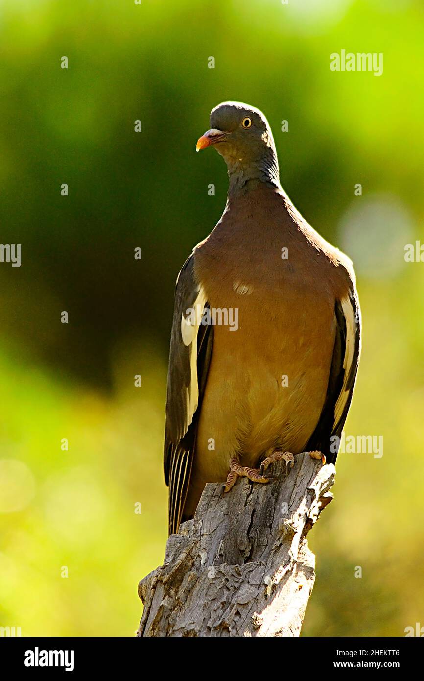 The wood pigeon is a species of columbiform bird in the Columbidae ...
