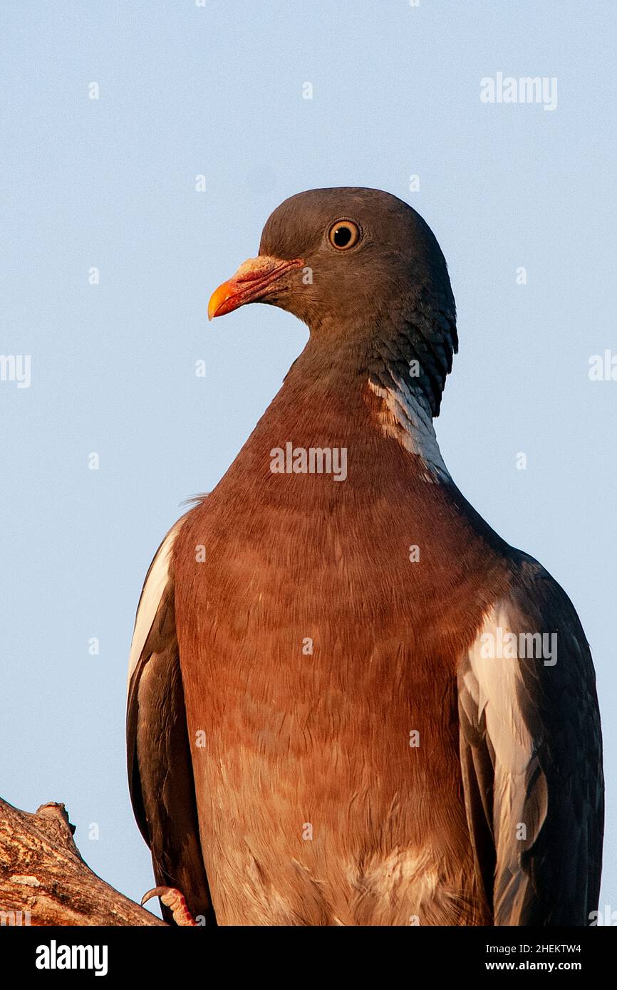 The wood pigeon is a species of columbiform bird in the Columbidae ...