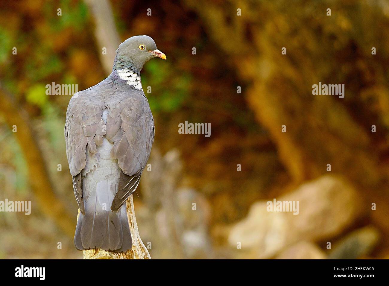 The wood pigeon is a species of columbiform bird in the Columbidae ...