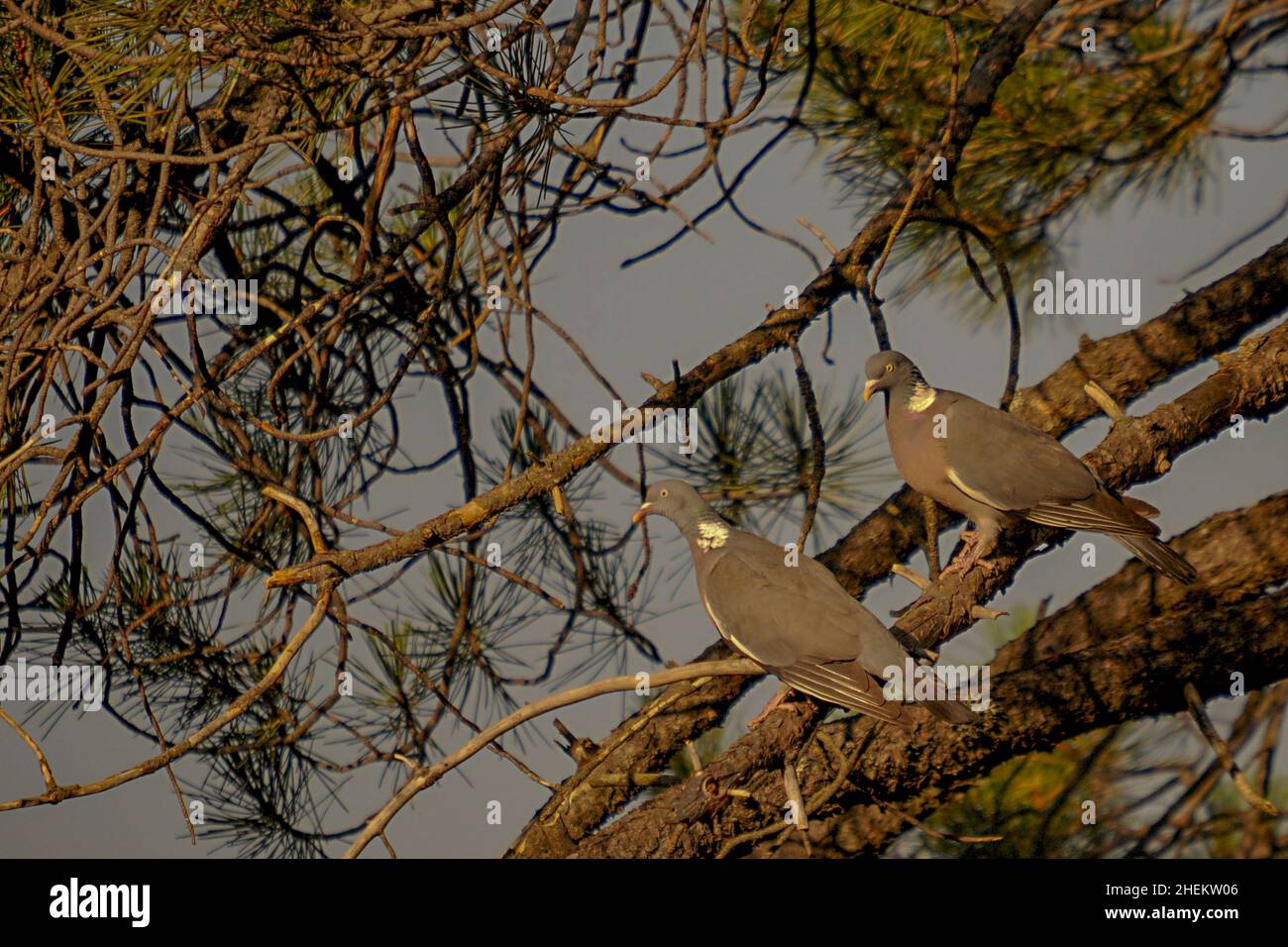 The wood pigeon is a species of columbiform bird in the Columbidae ...