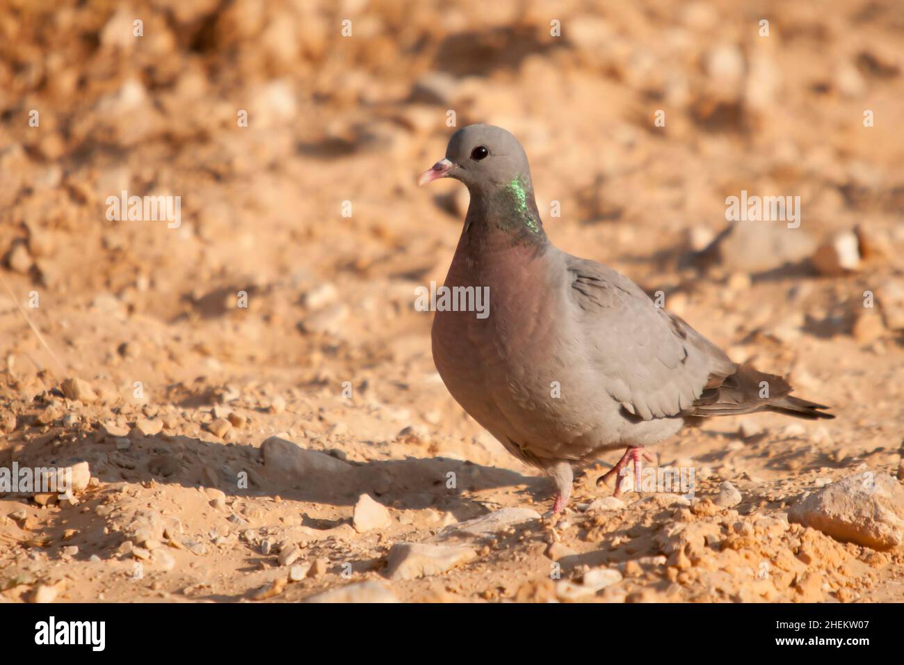 The stock pigeon is a species of columbiform bird in the Columbidae ...