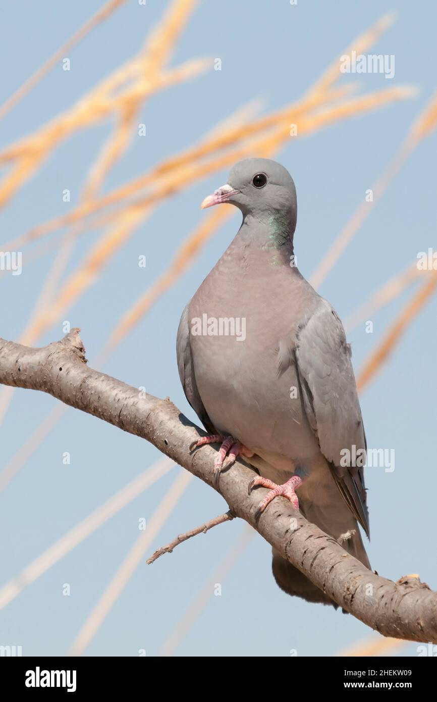 The stock pigeon is a species of columbiform bird in the Columbidae ...