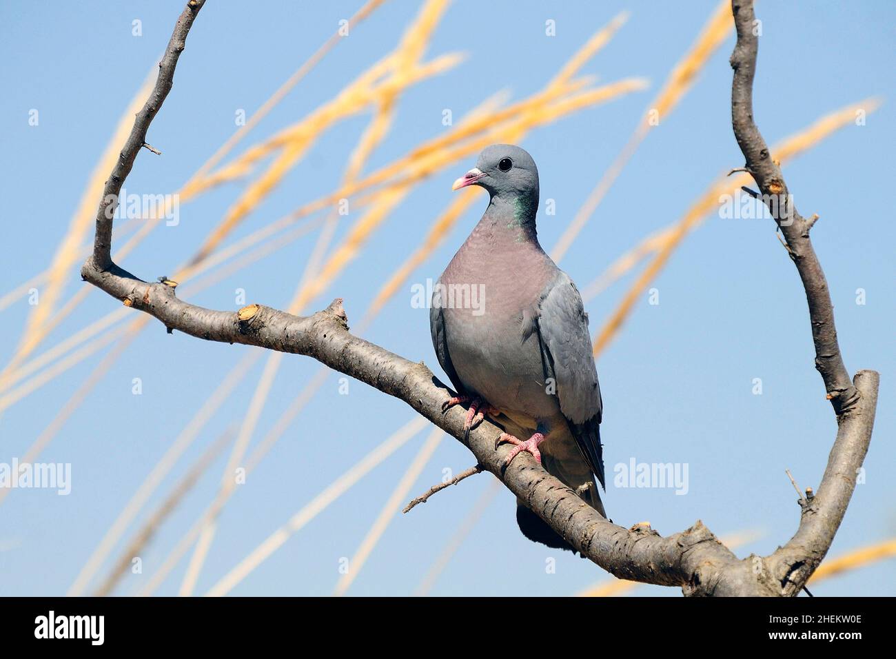 The stock pigeon is a species of columbiform bird in the Columbidae ...
