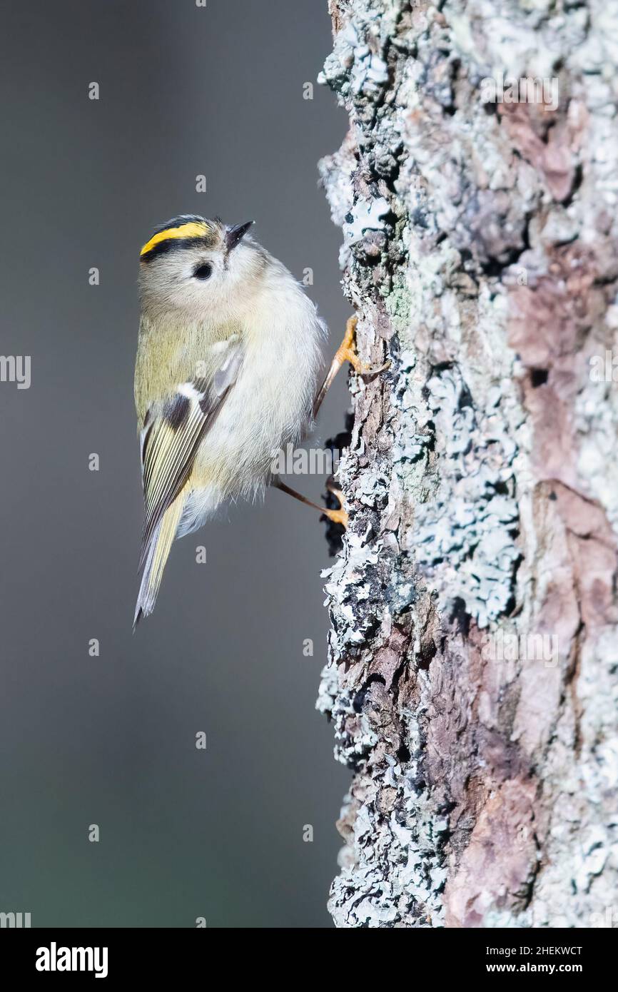 Goldcrest fauna hi-res stock photography and images - Alamy