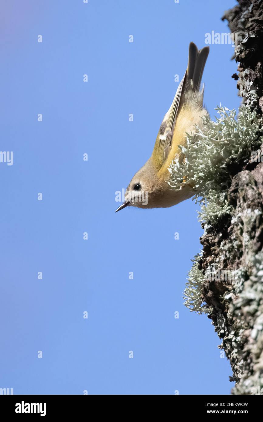 Goldcrest fauna hi-res stock photography and images - Alamy