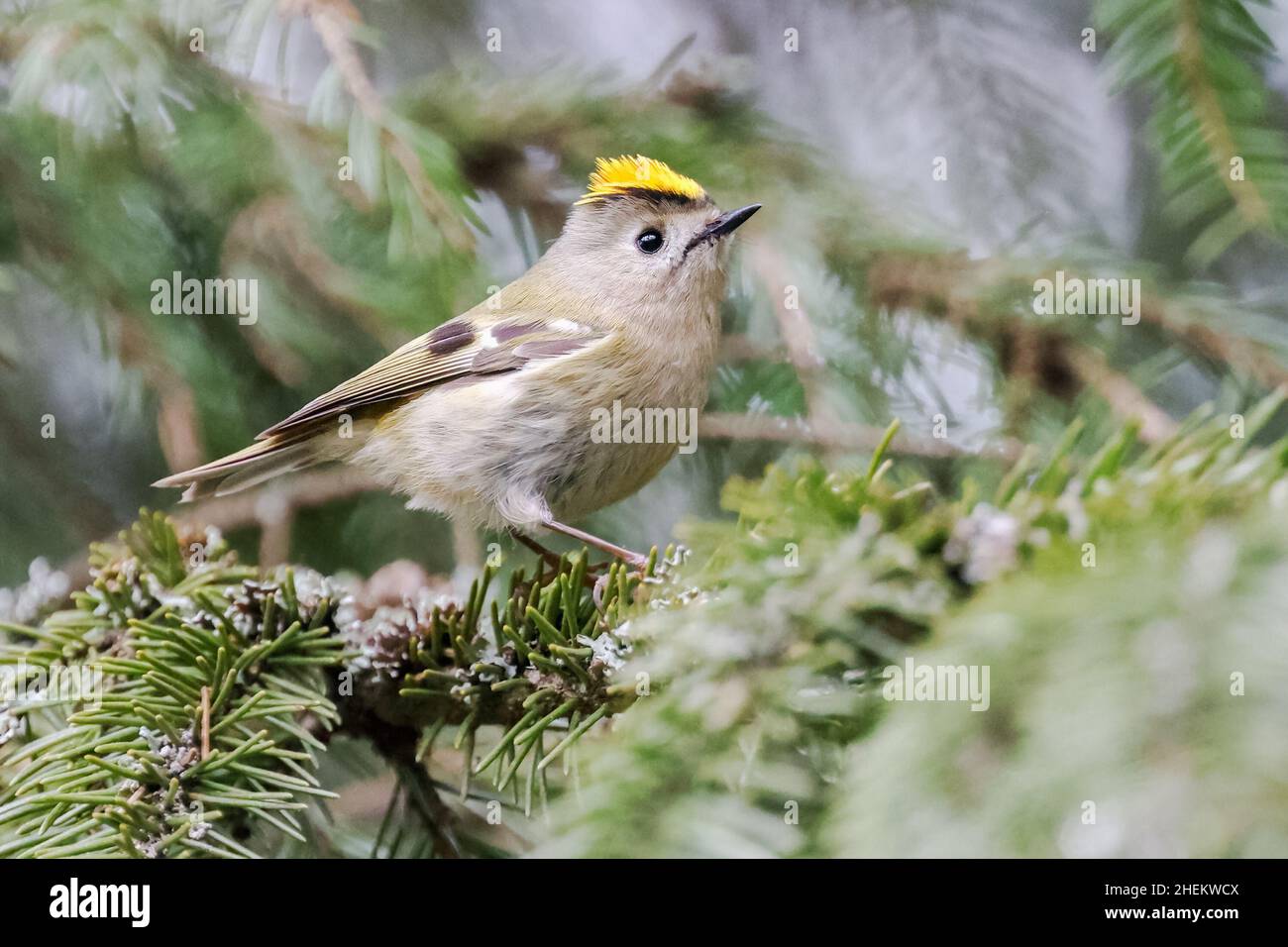 Goldcrest fauna hi-res stock photography and images - Alamy