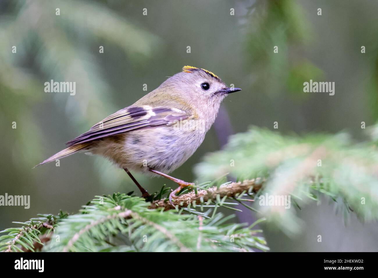 Goldcrest fauna hi-res stock photography and images - Alamy