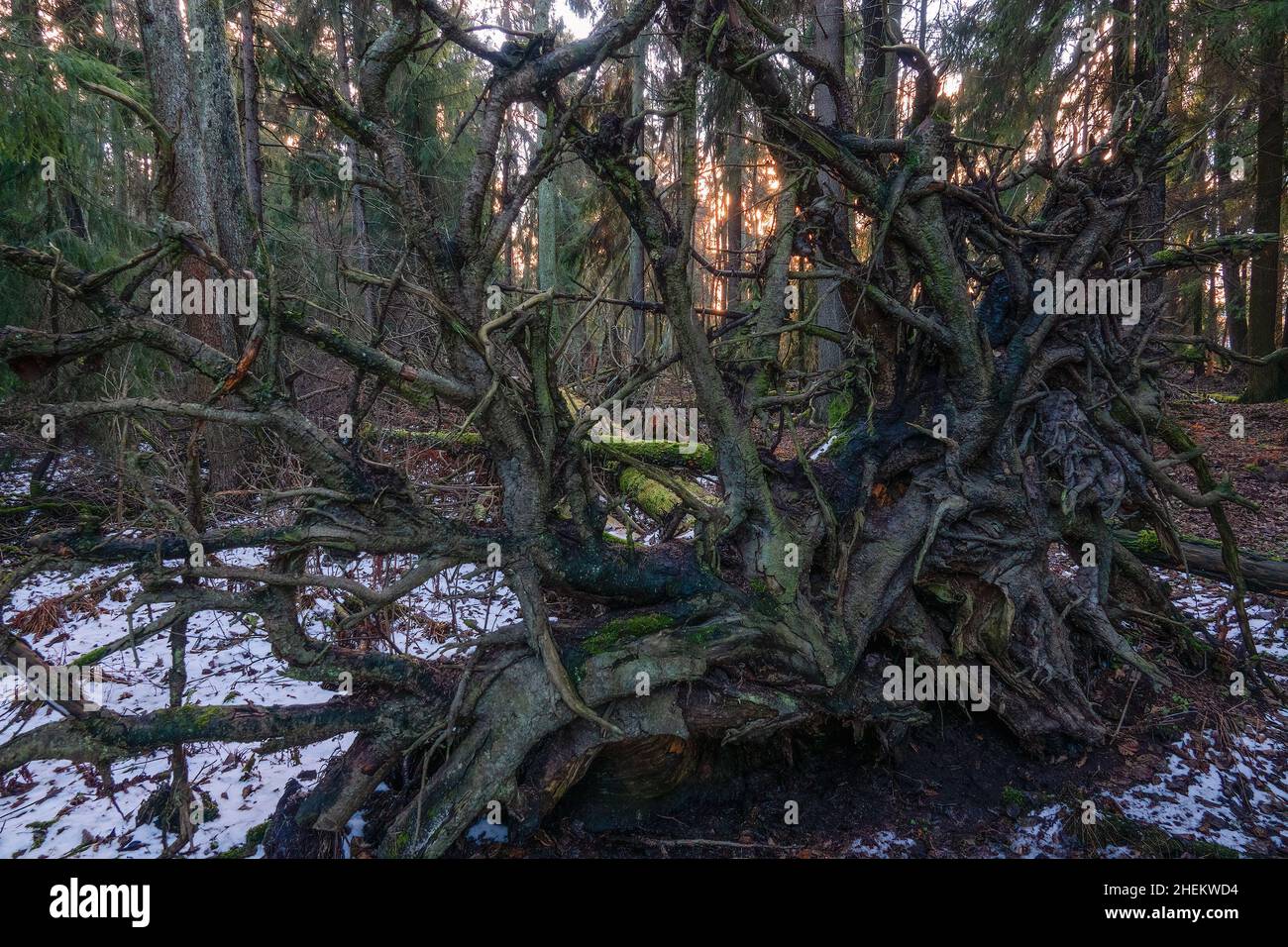Finland state forest hi-res stock photography and images - Alamy