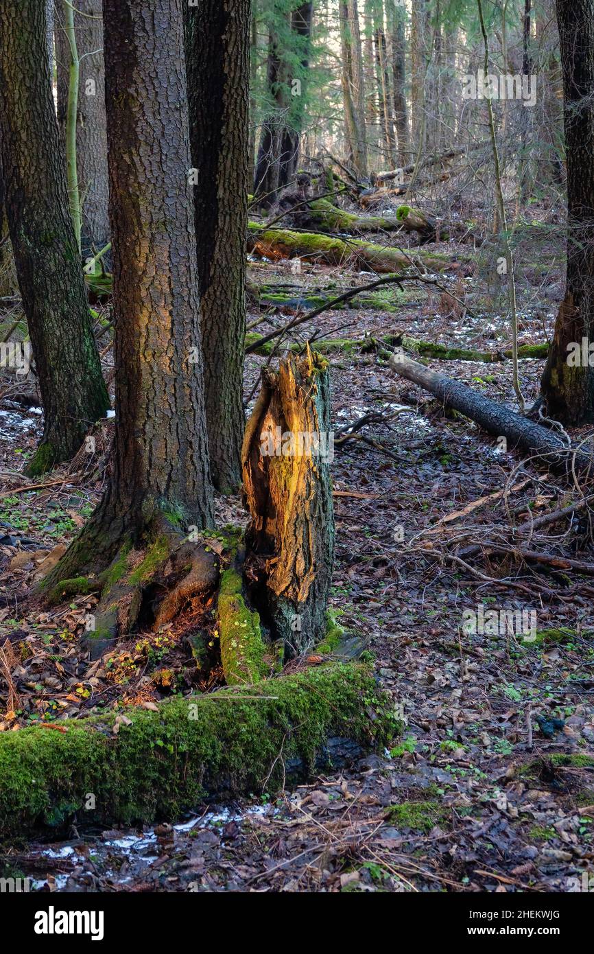 Finland state forest hi-res stock photography and images - Alamy